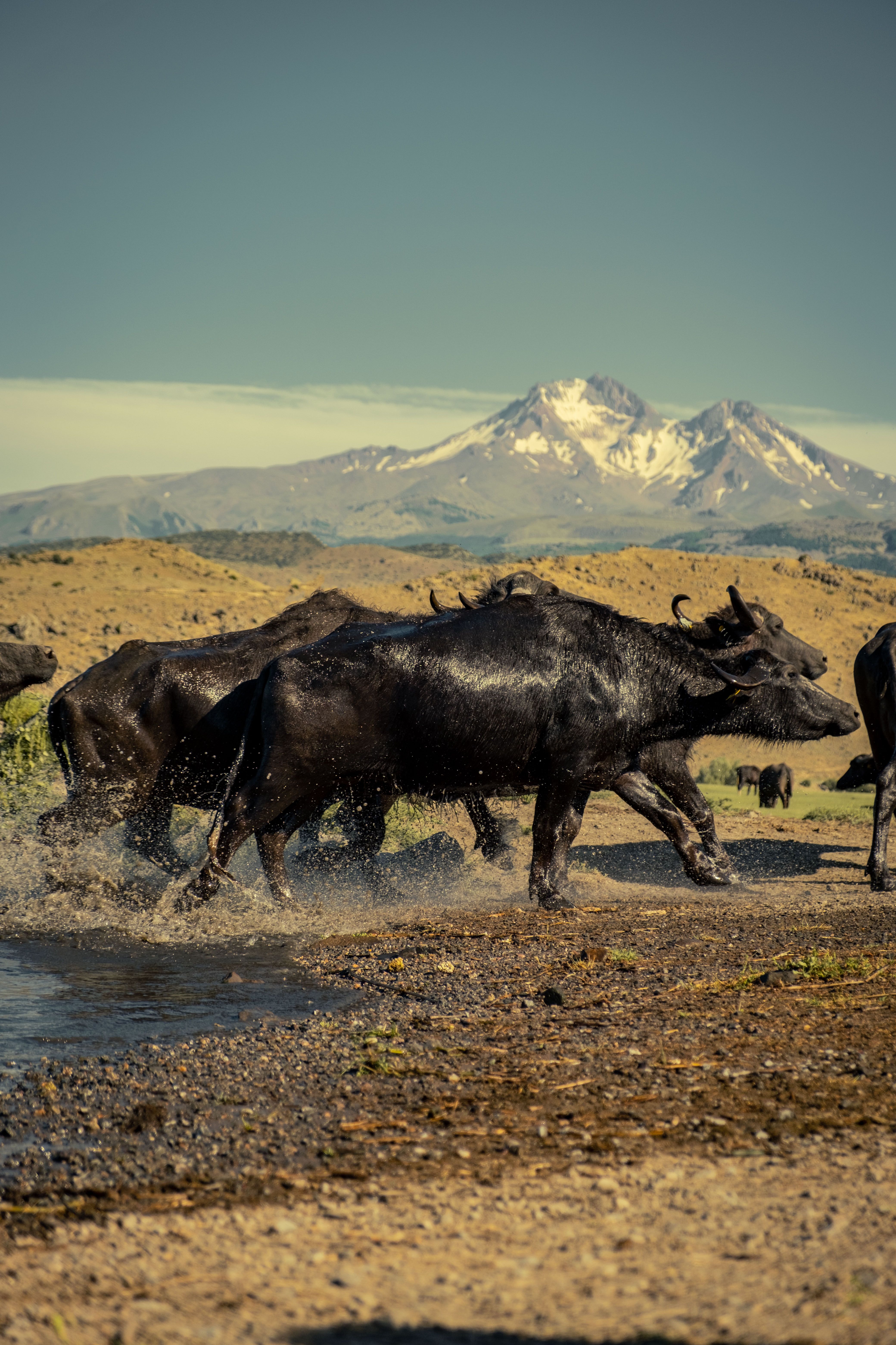 Buffalo in a Field · Free Stock Photo