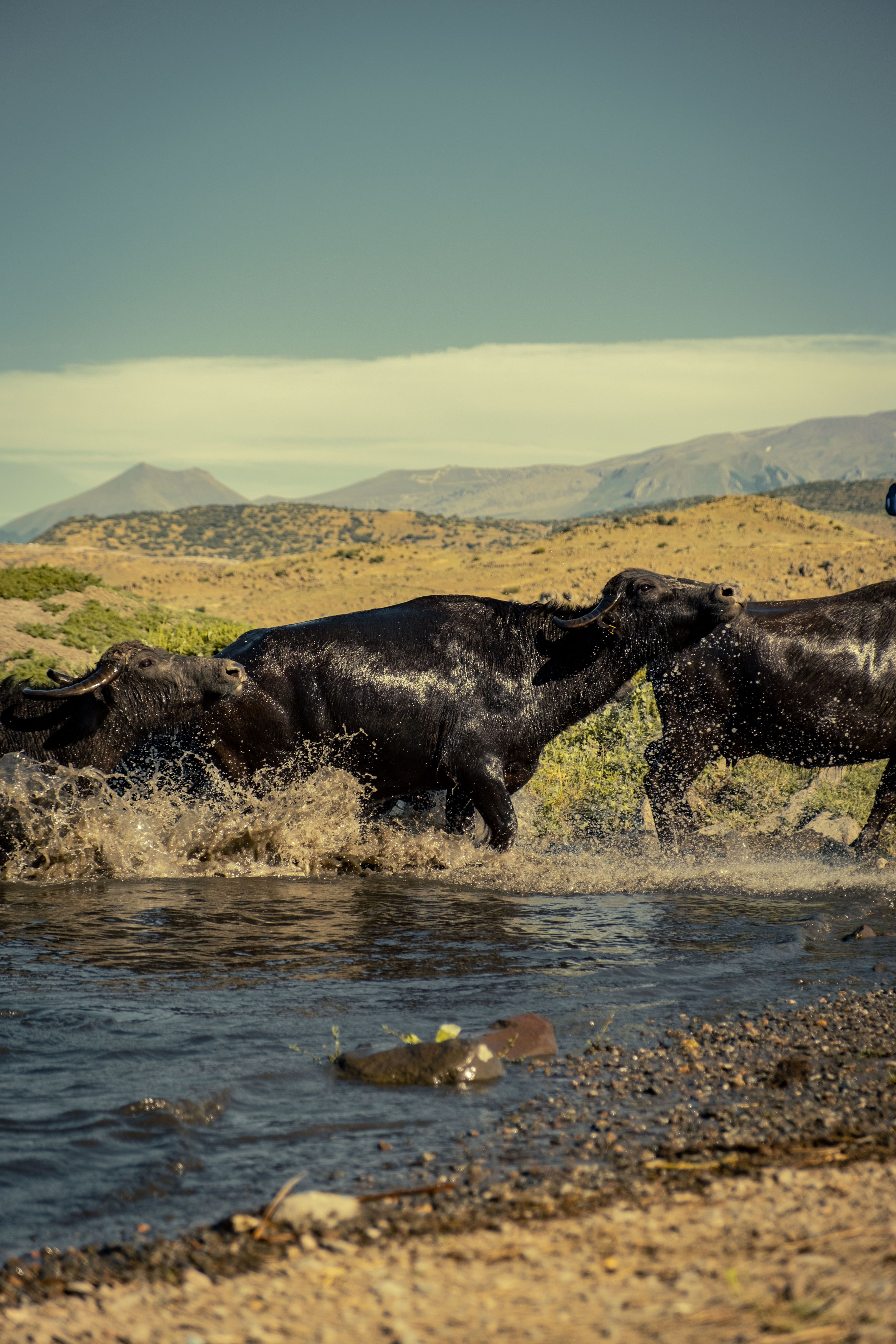 A herd of buffalo running through a river · Free Stock Photo