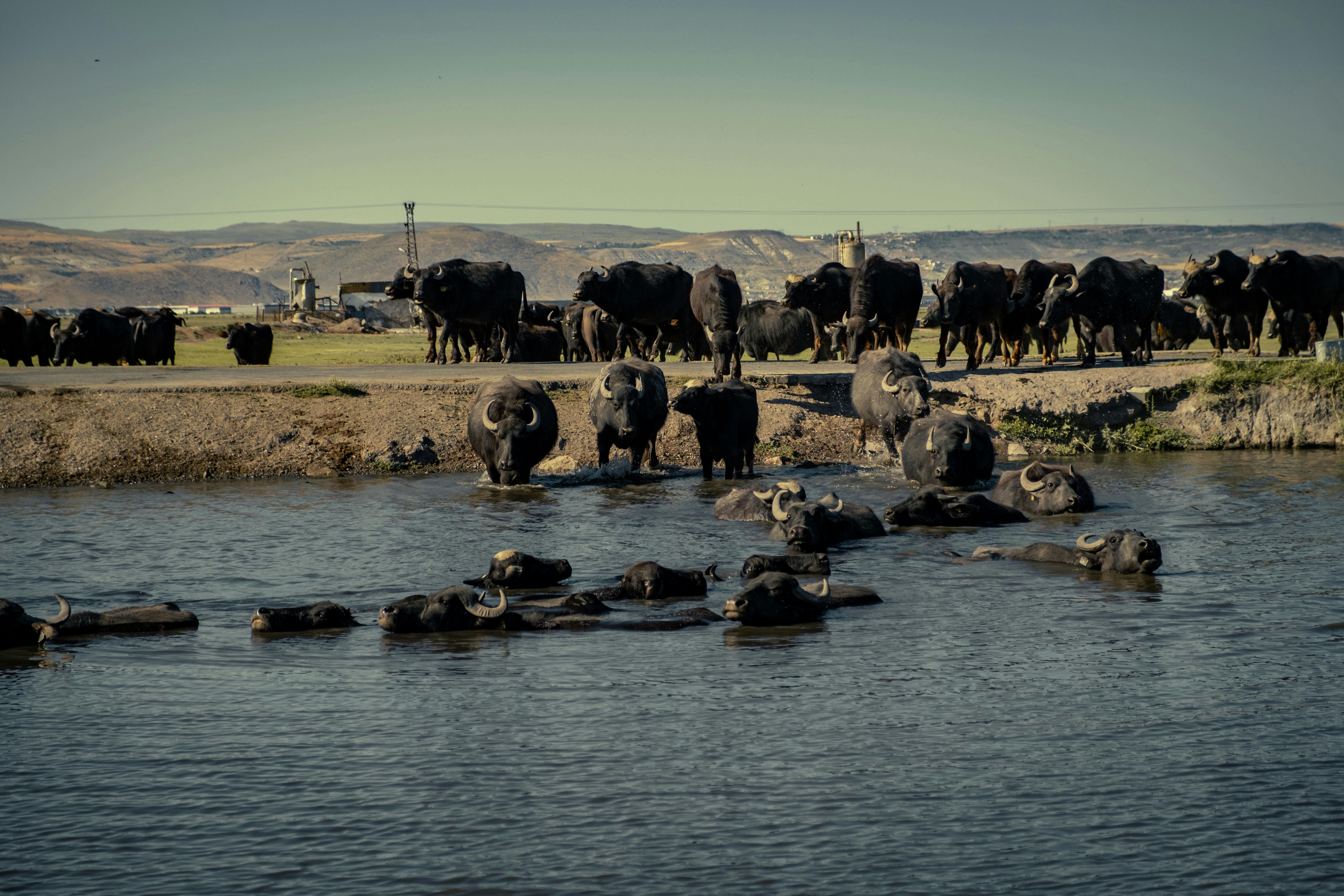 A herd of cows standing in the water near a body of water · Free Stock ...