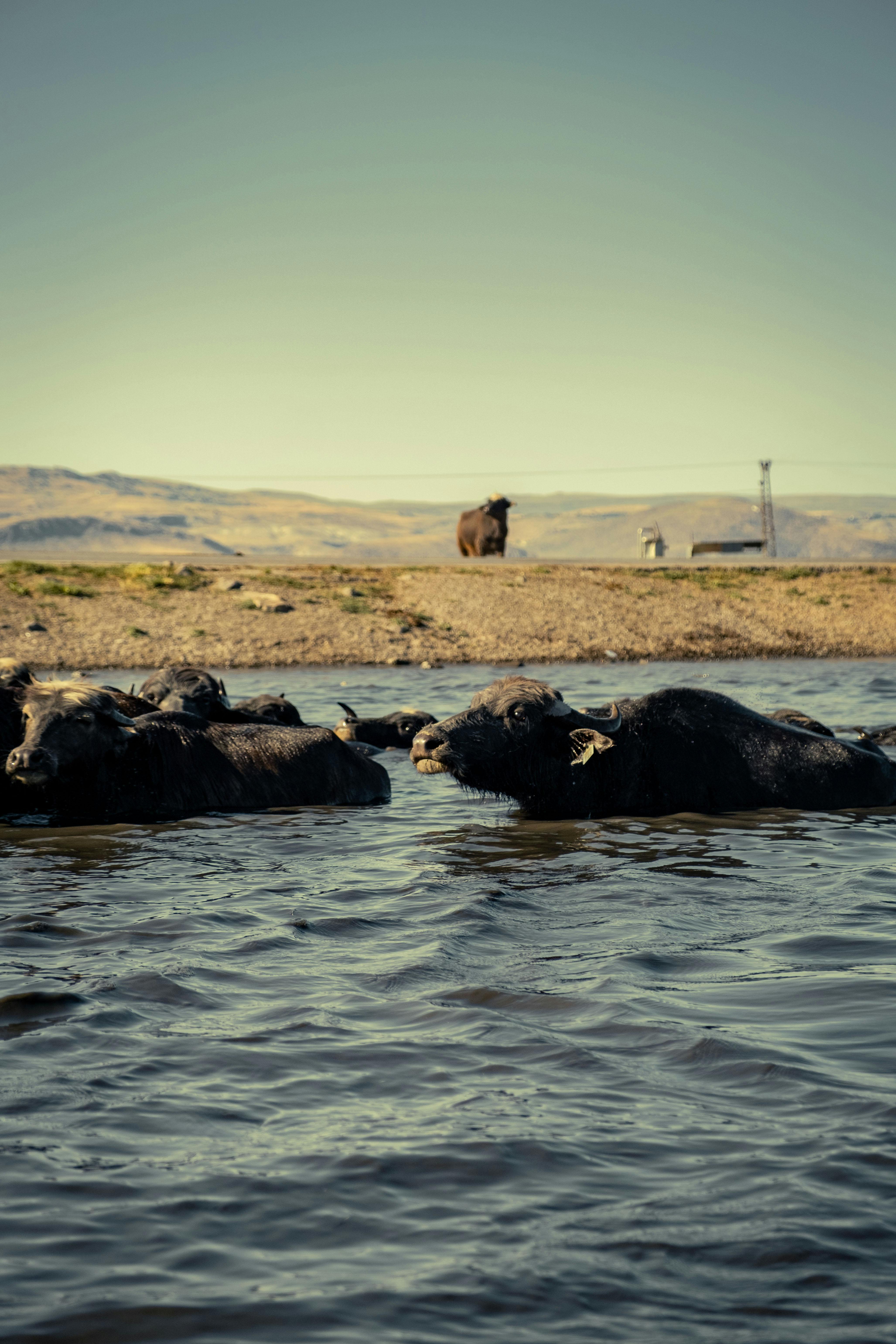 Buffalo in a River · Free Stock Photo