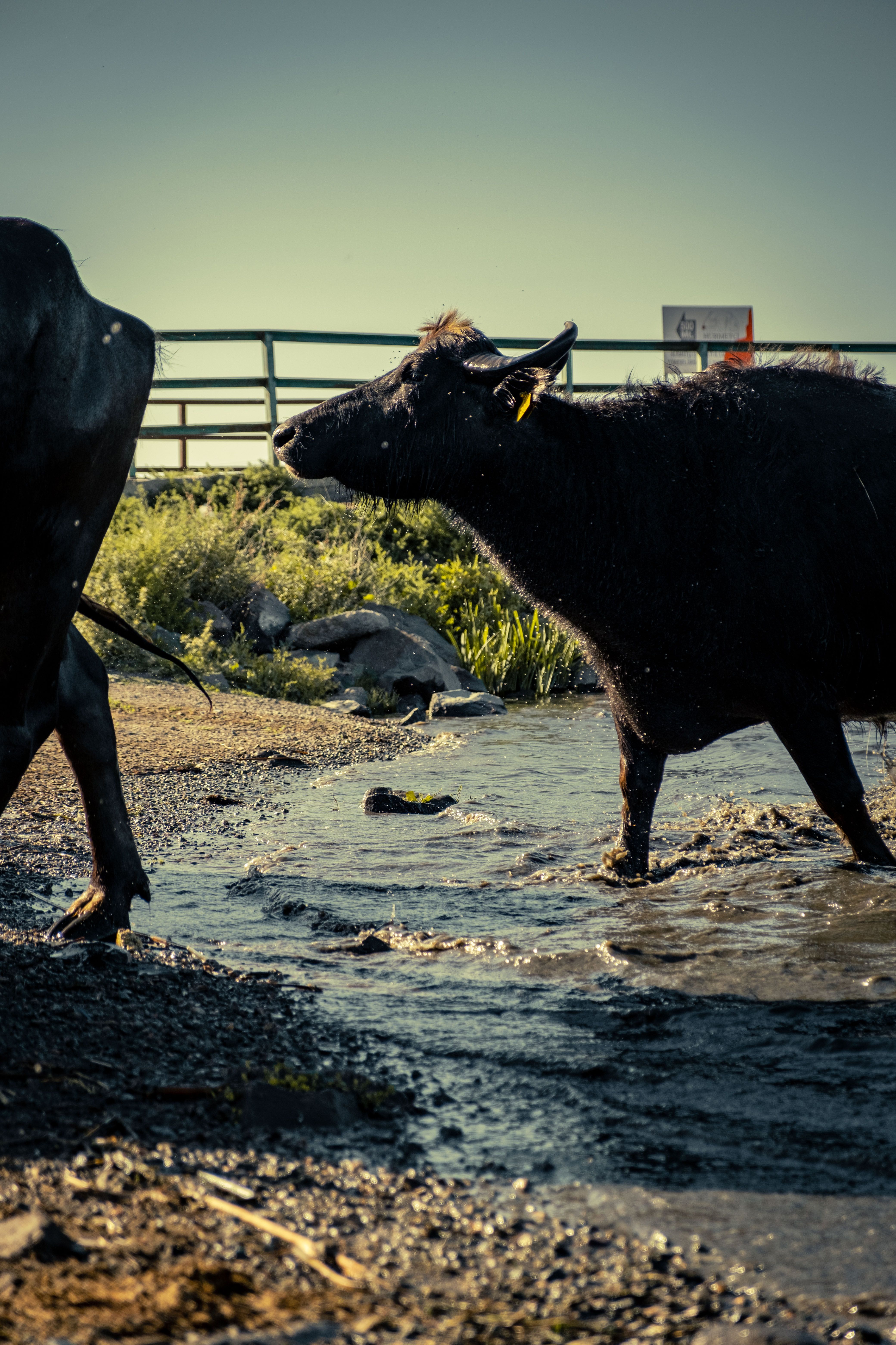 A cow is walking through a muddy puddle · Free Stock Photo