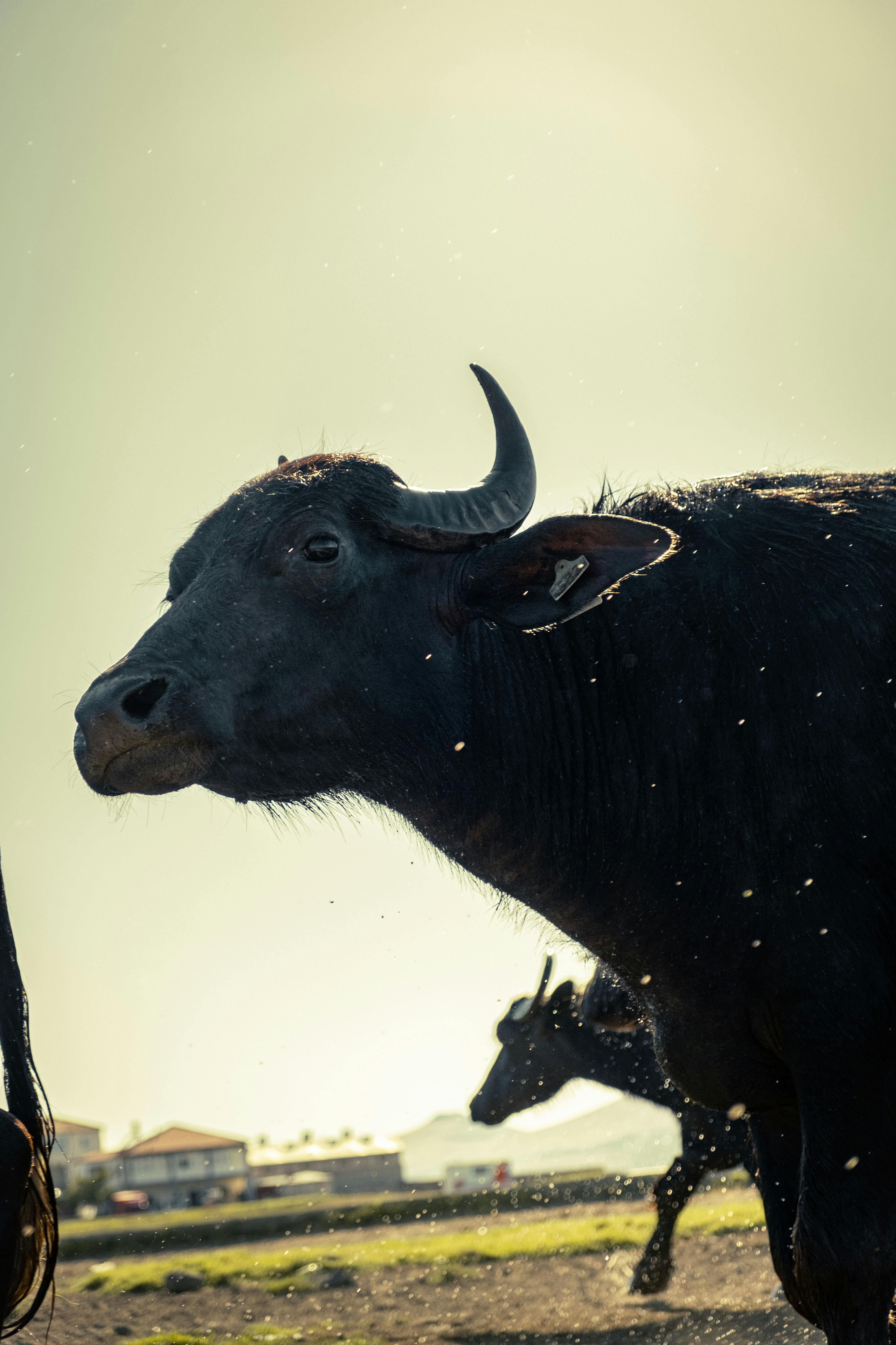 Close-Up Photography of Buffalo · Free Stock Photo