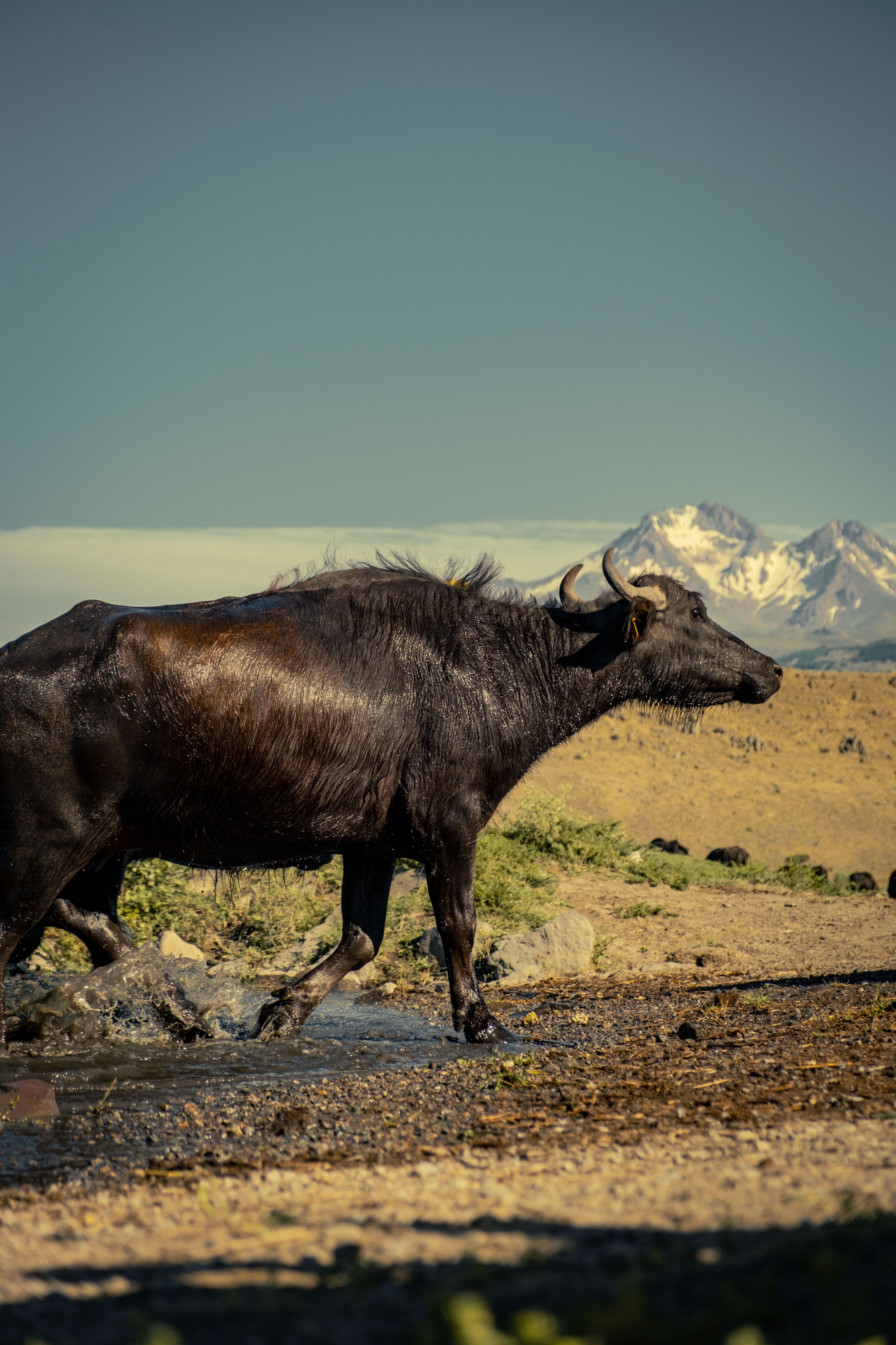 Bull Walking Outdoors · Free Stock Photo