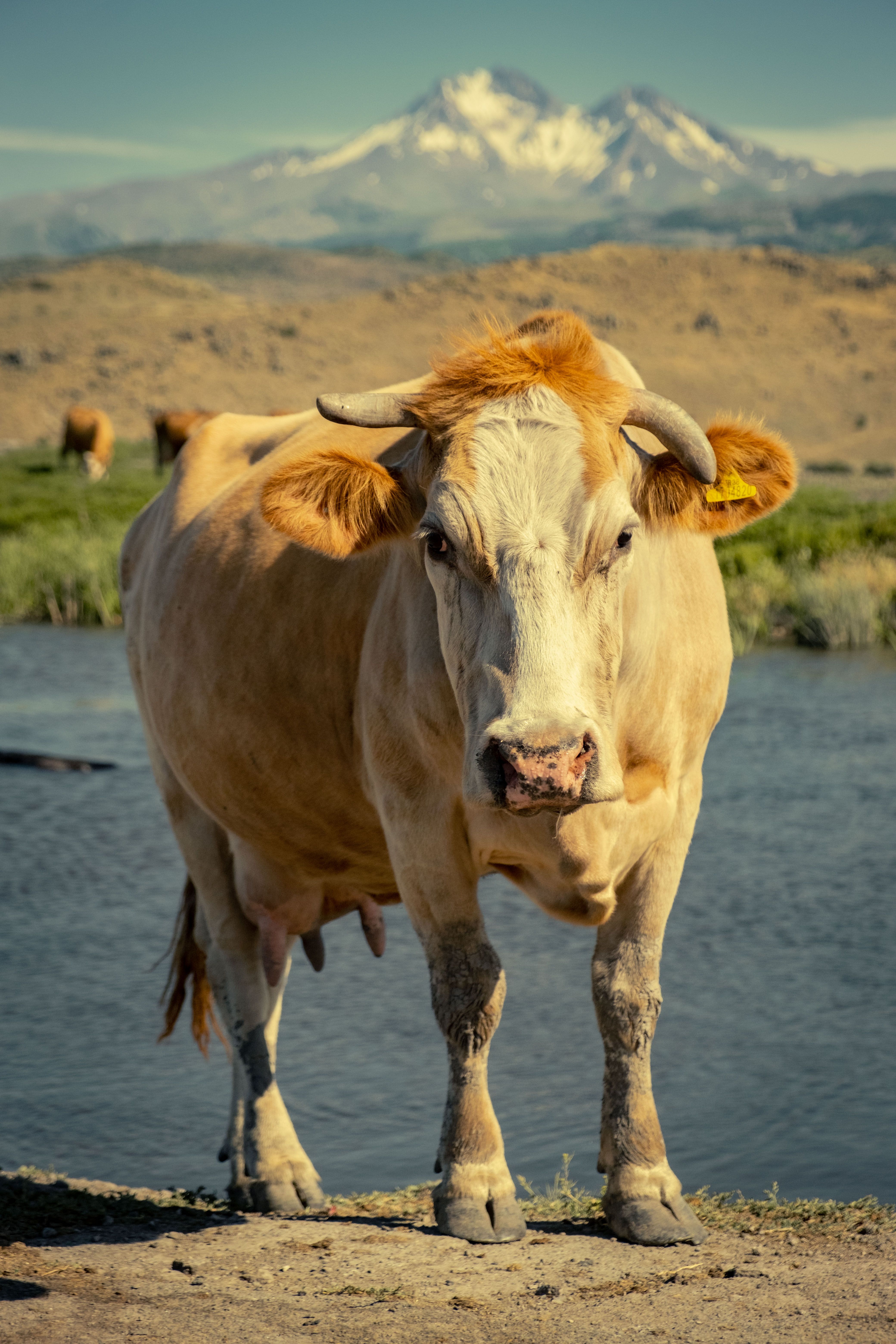 A cow standing in front of a body of water · Free Stock Photo