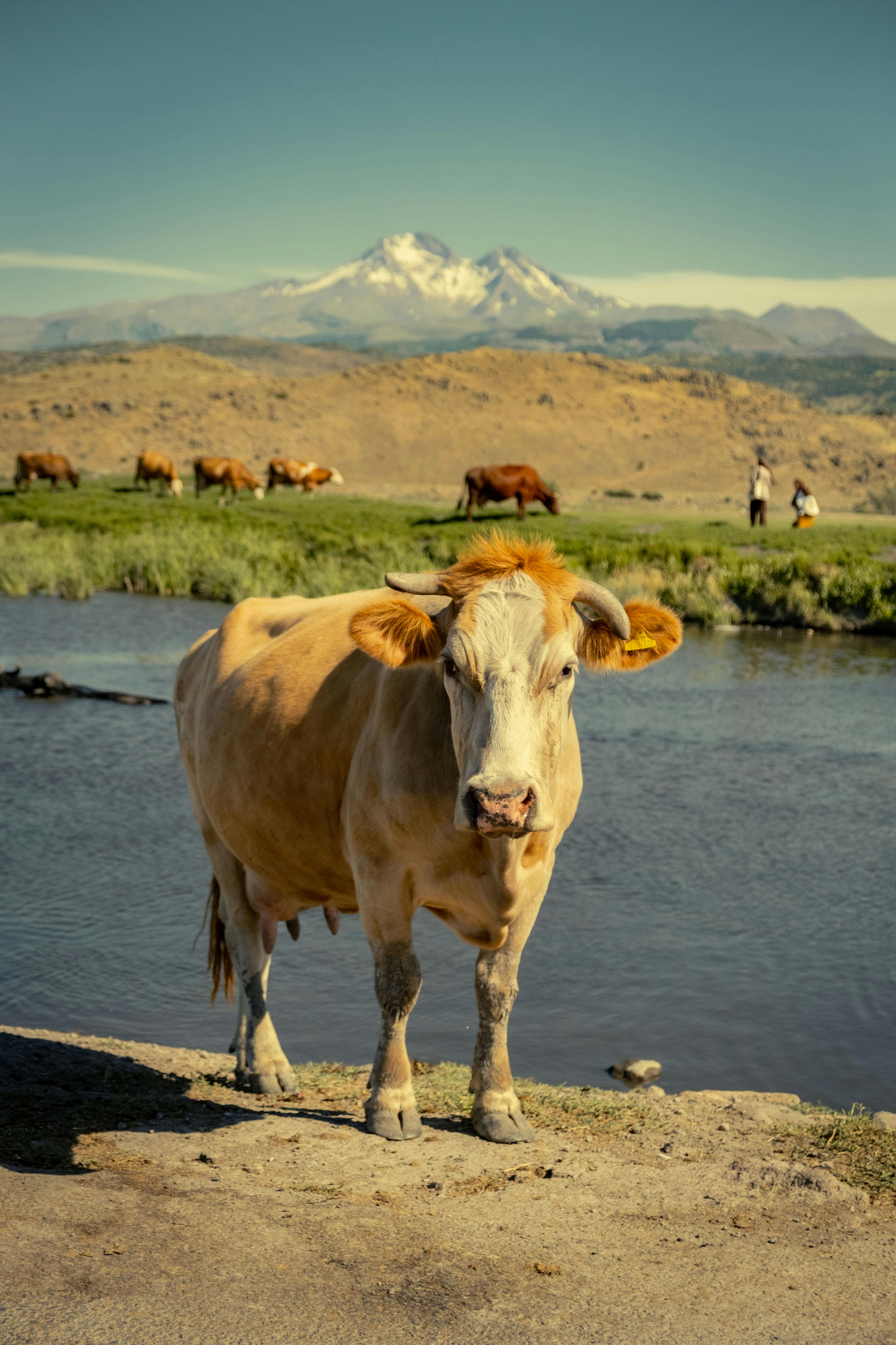 Cow by River in Mountains · Free Stock Photo
