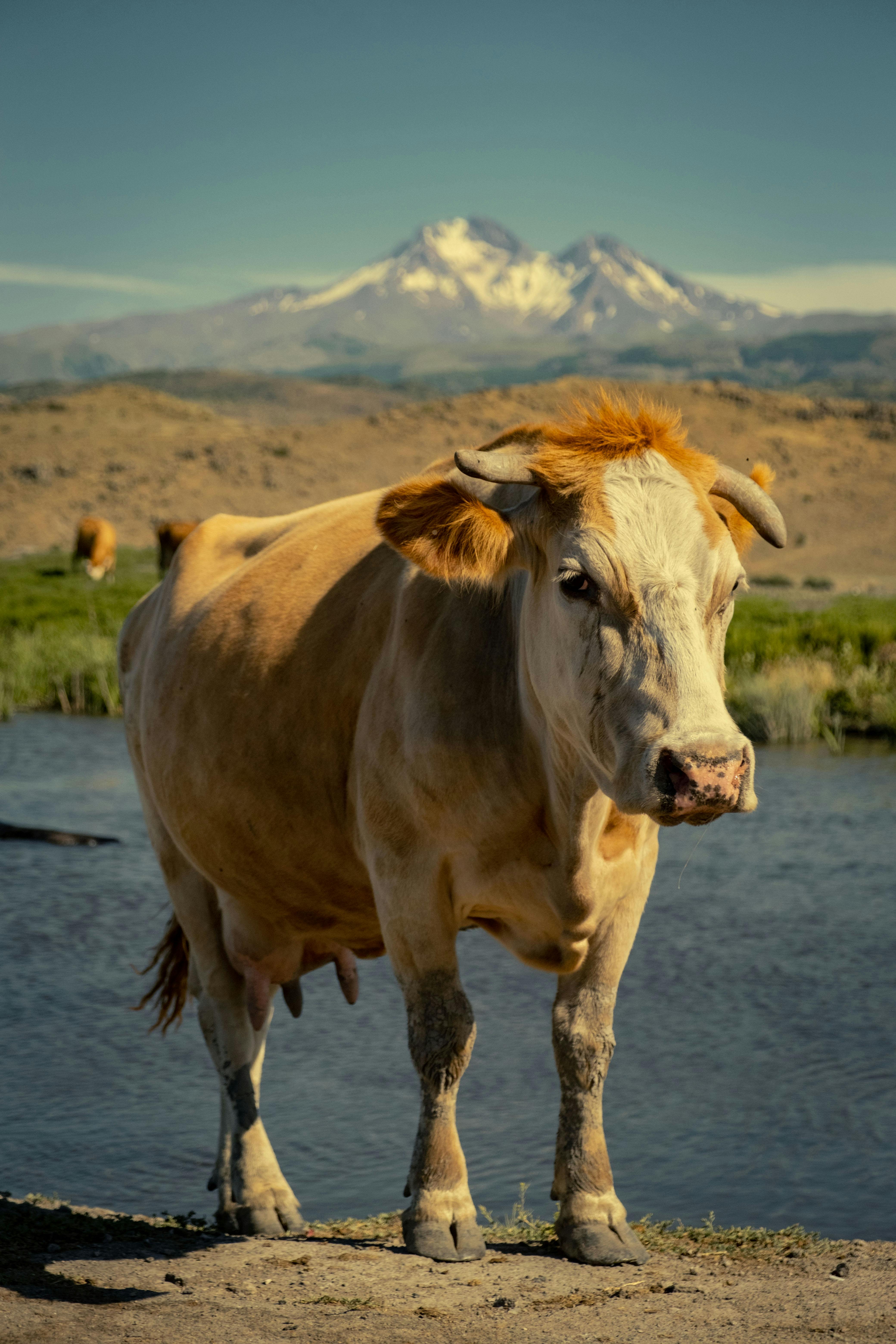 5.968+ Fotos y Imágenes de Vaca flaca Gratis · Banco de Fotos Gratis