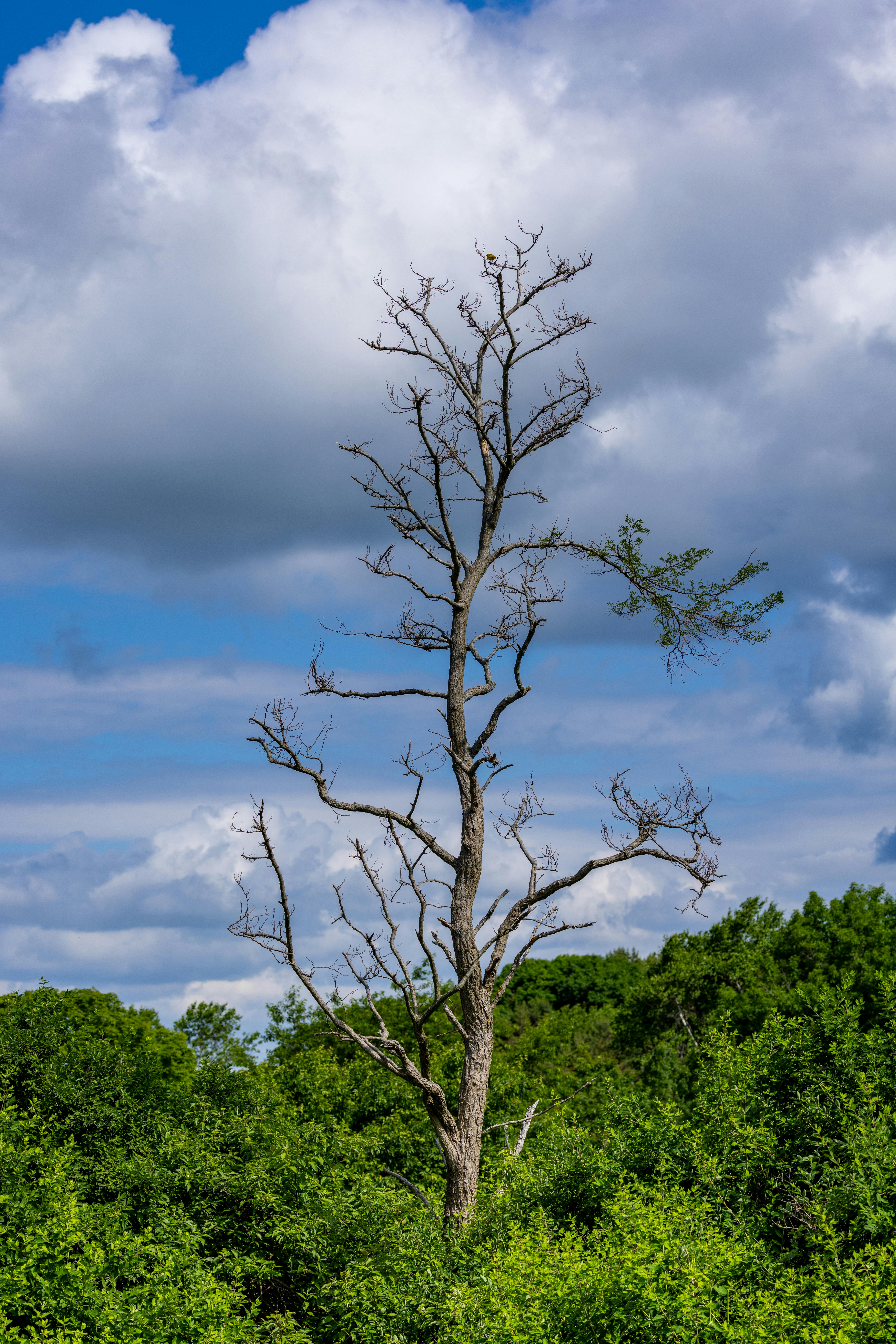 A Tall, Leafless Tree Sticking Out of Green Bushes · Free Stock Photo