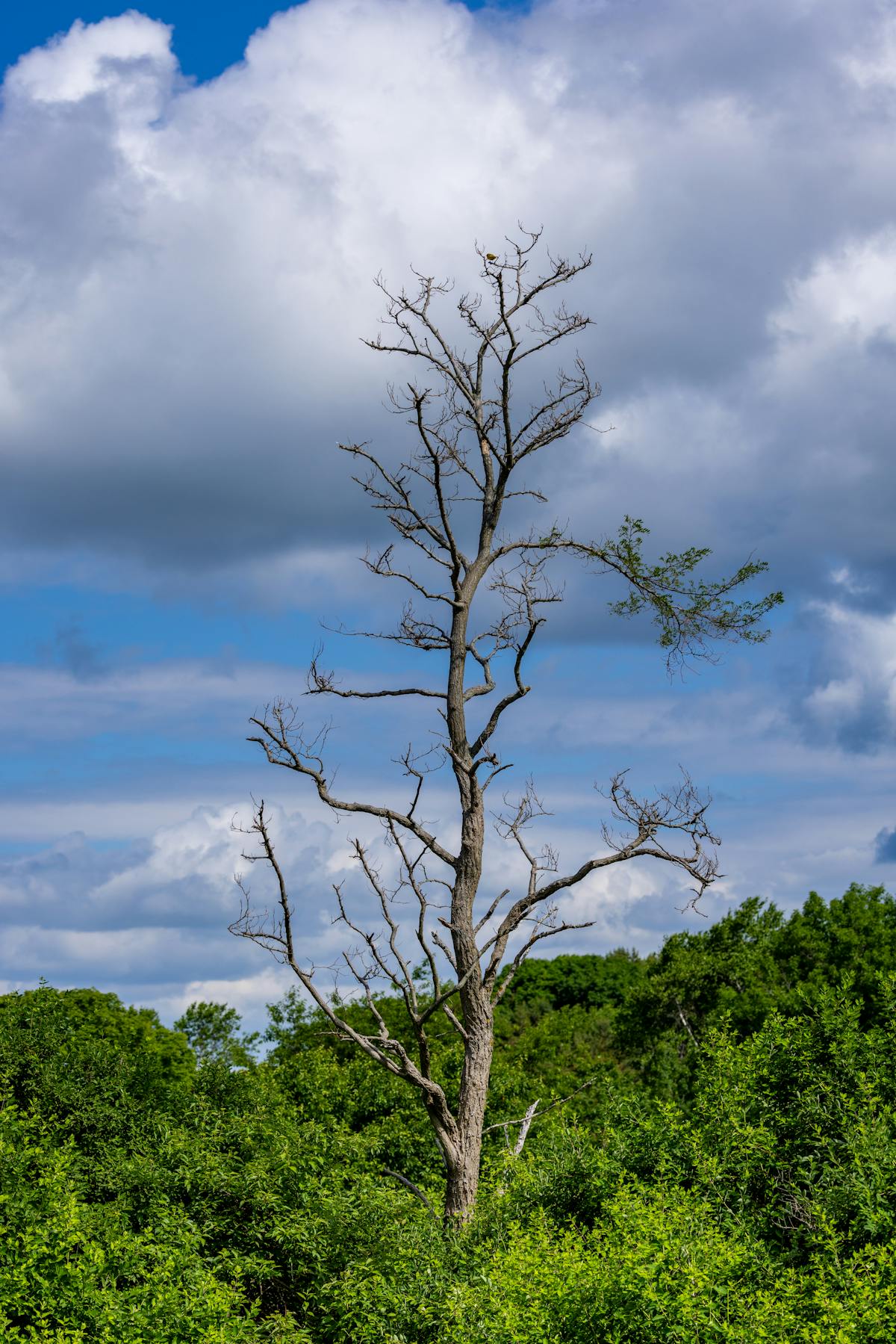 Tall Tree Photos, Download The BEST Free Tall Tree Stock Photos & HD Images