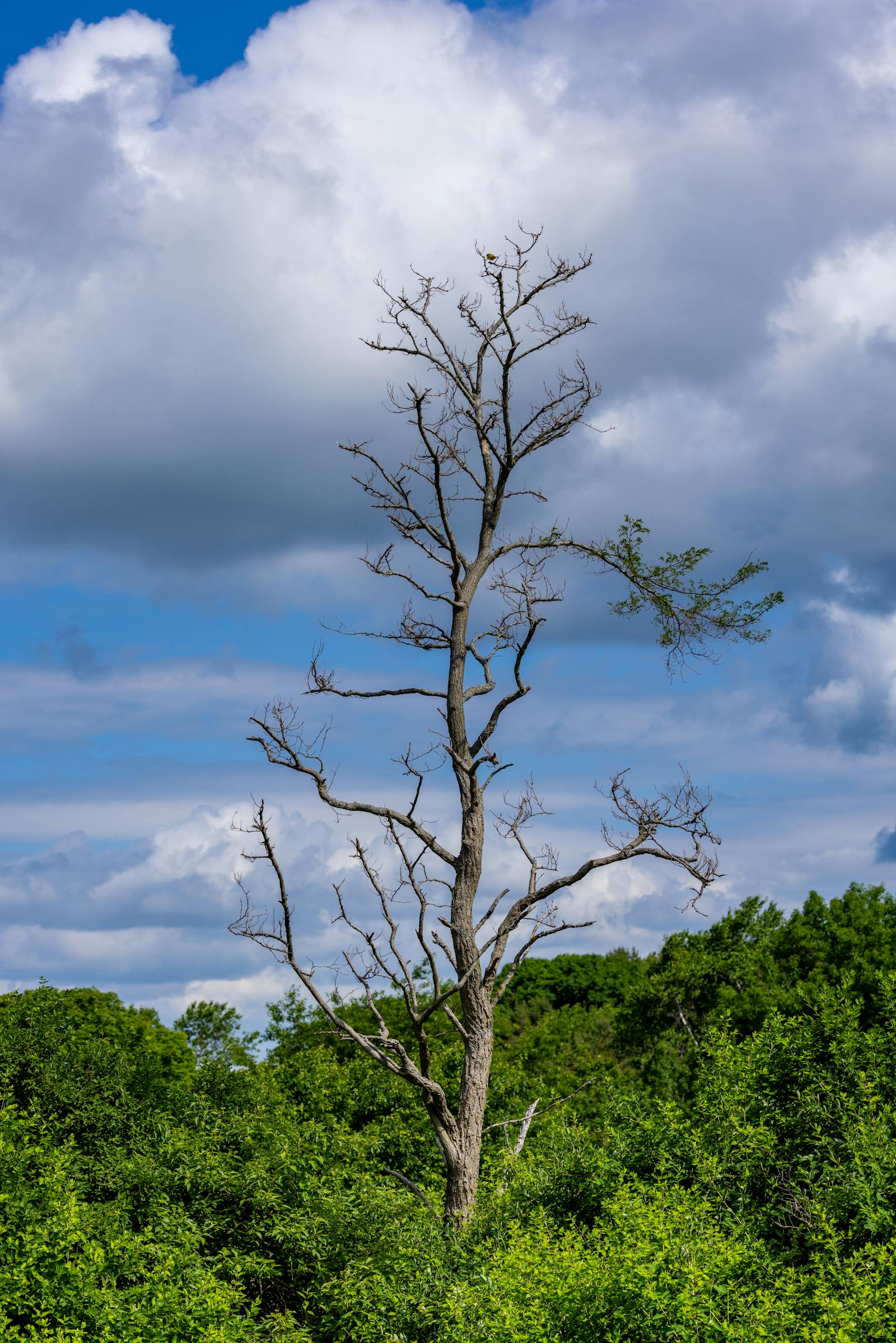 Tall Tree Photos, Download The BEST Free Tall Tree Stock Photos & HD Images