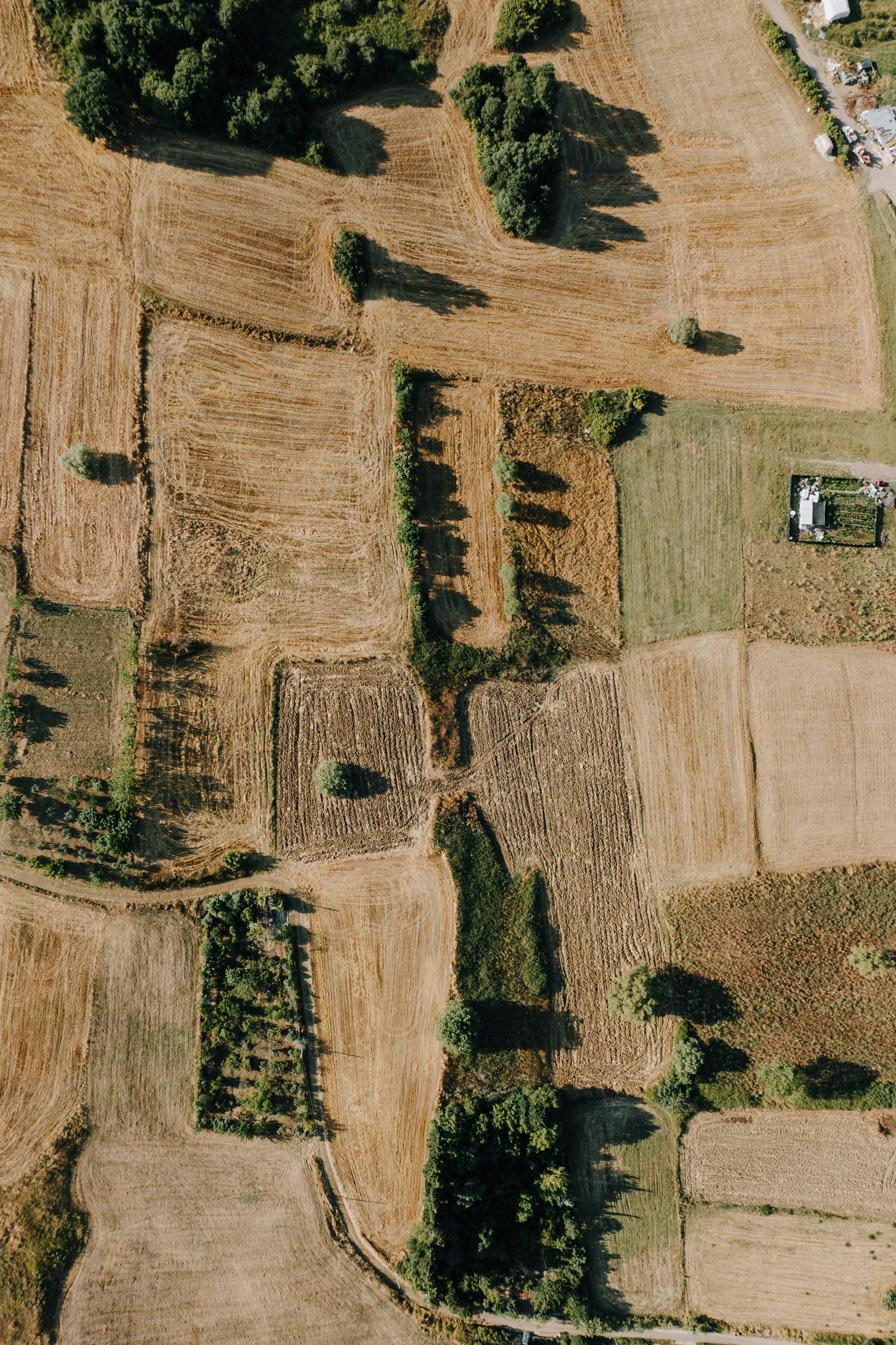 Aerial Photo of A Wall Of Trees Across Dry Plains · Free Stock Photo