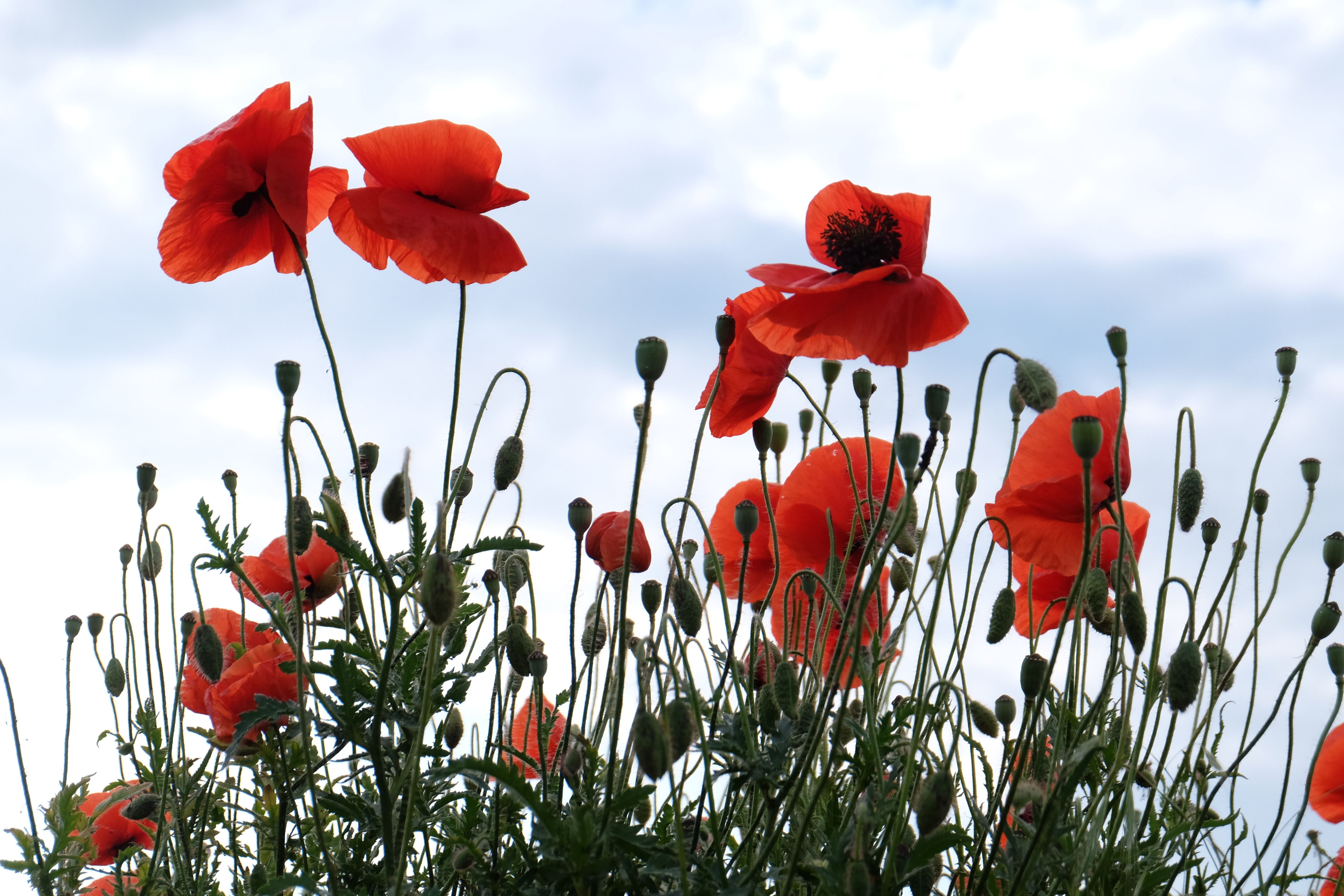 Vibrant Red Poppies in Summer Field Landscape · Free Stock Photo