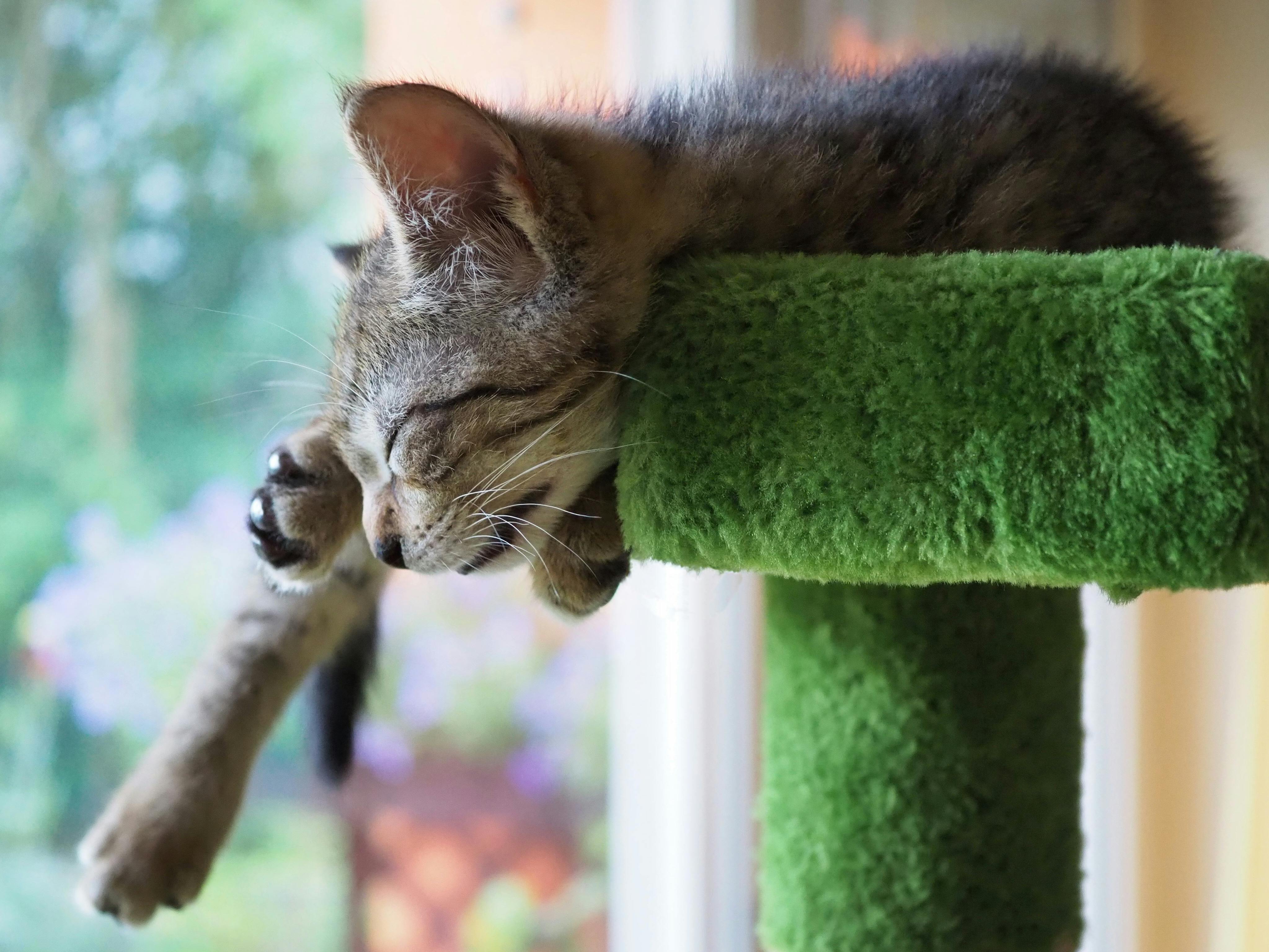 A cat sleeping on top of a green scratching post · Free Stock Photo