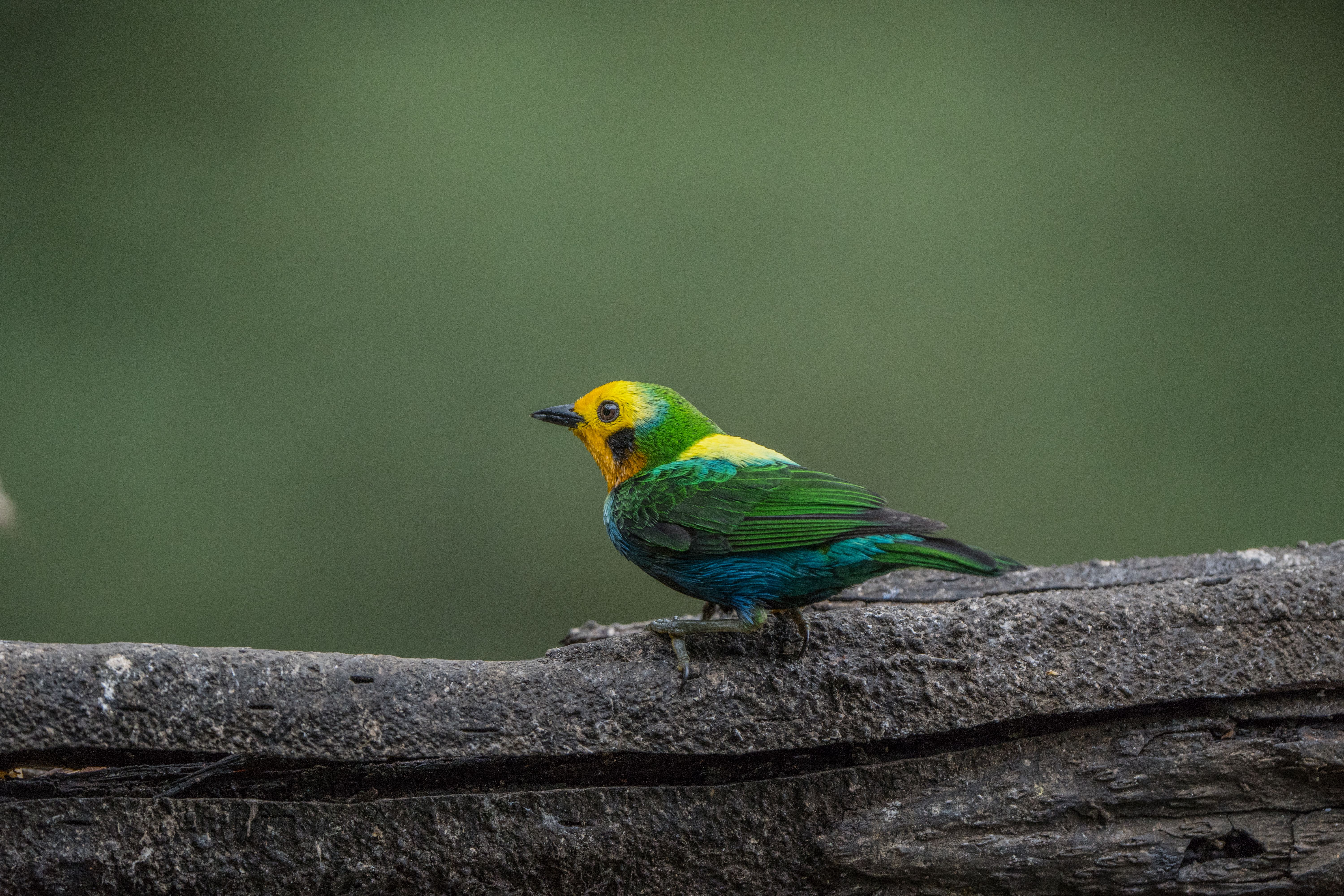 Foto de stock gratuita sobre amarillo, américa del sur, animal ...