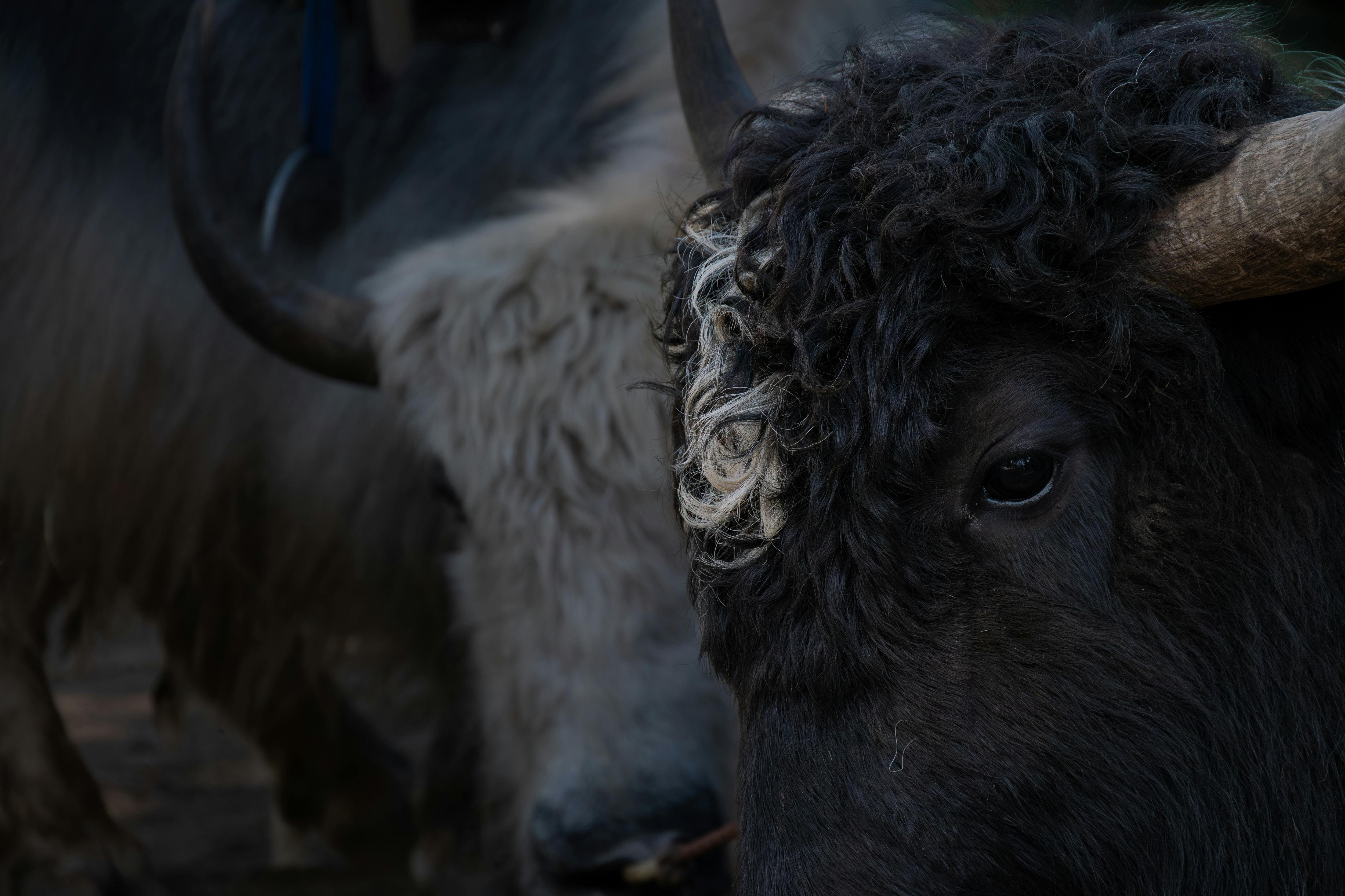 Close-up of Yaks on a Pasture · Free Stock Photo