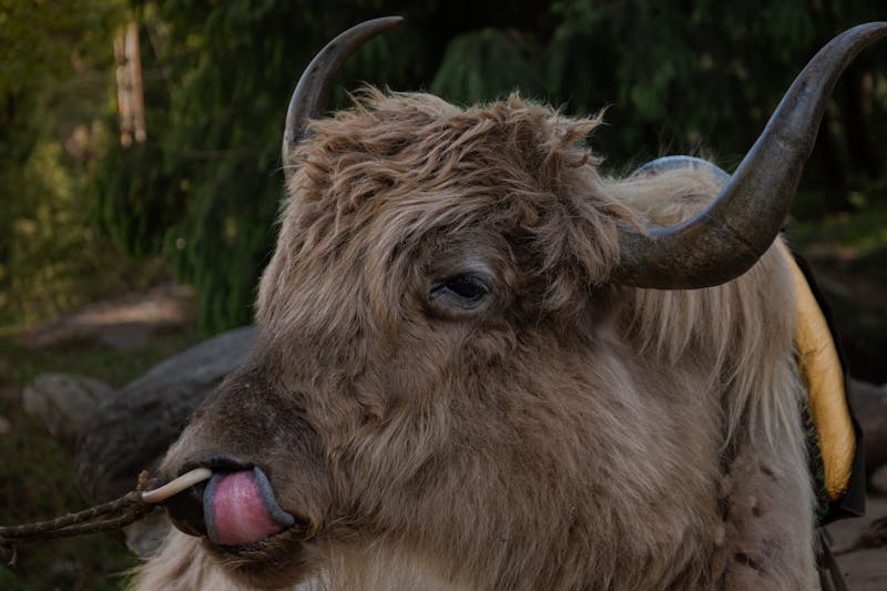 Yak Photos, Download The BEST Free Yak Stock Photos & HD Images