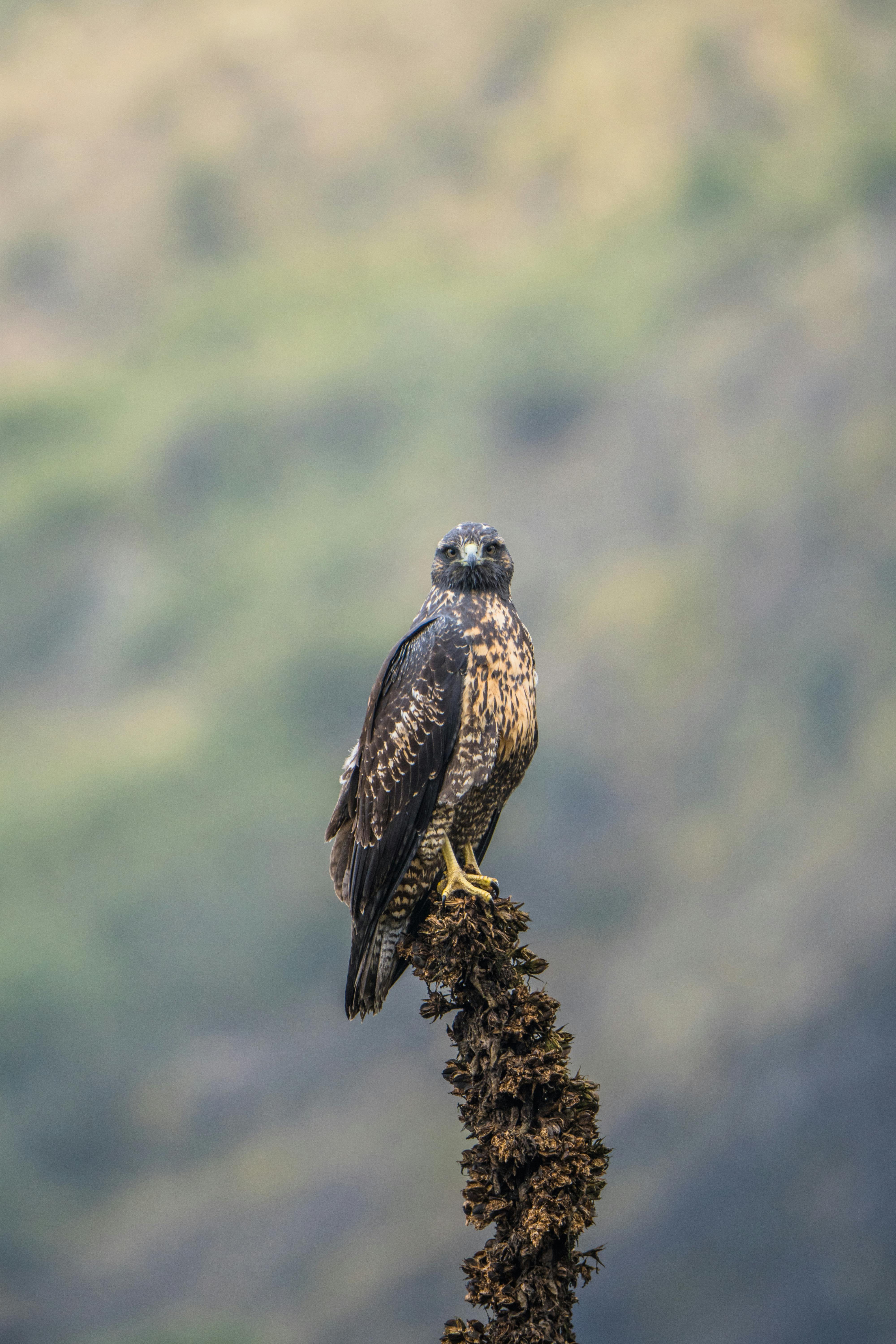 Foto de stock gratuita sobre águila, águila de páramo, águila ratonera ...