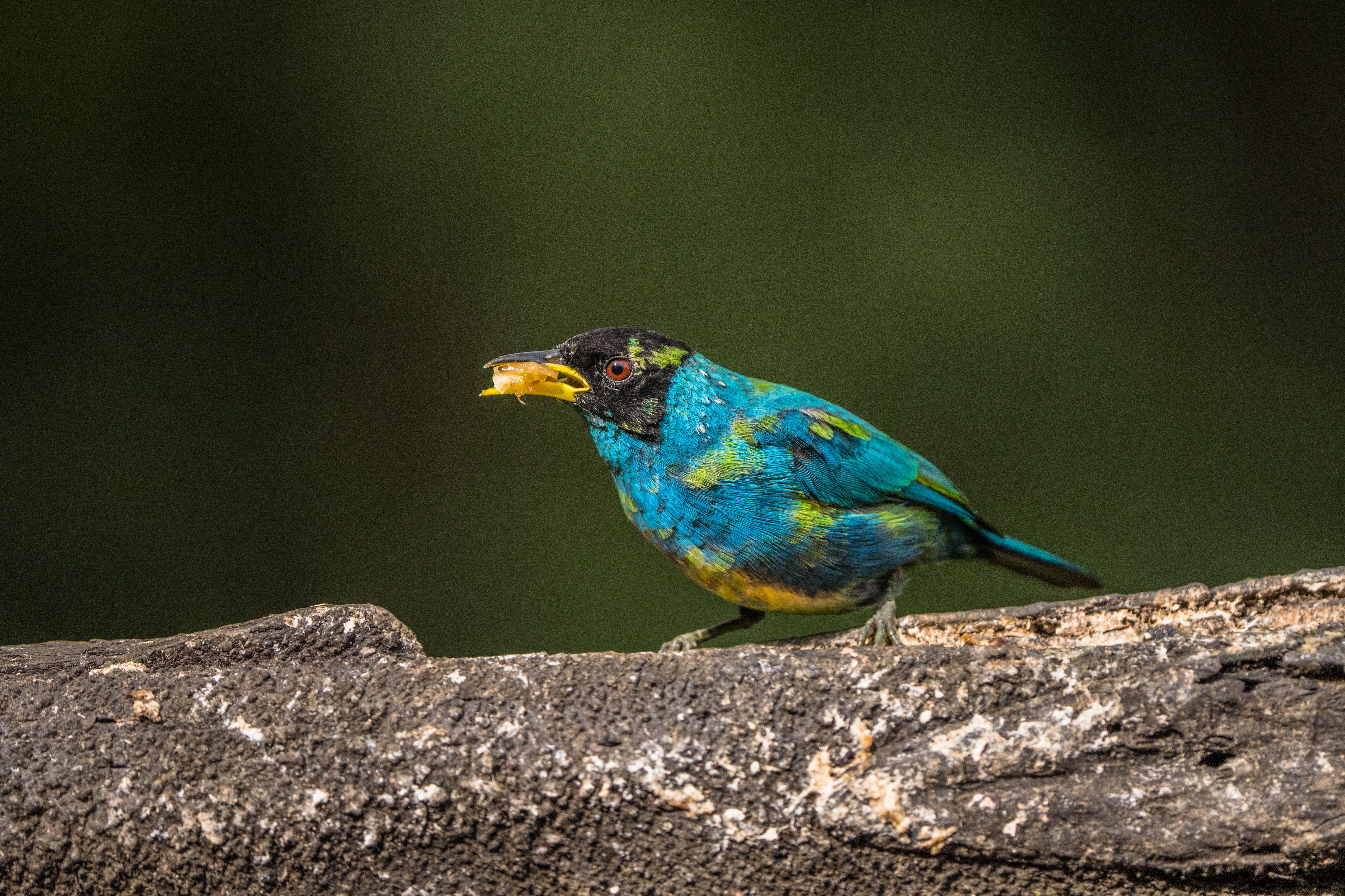 Blue-Gray Tanager on Tree · Free Stock Photo