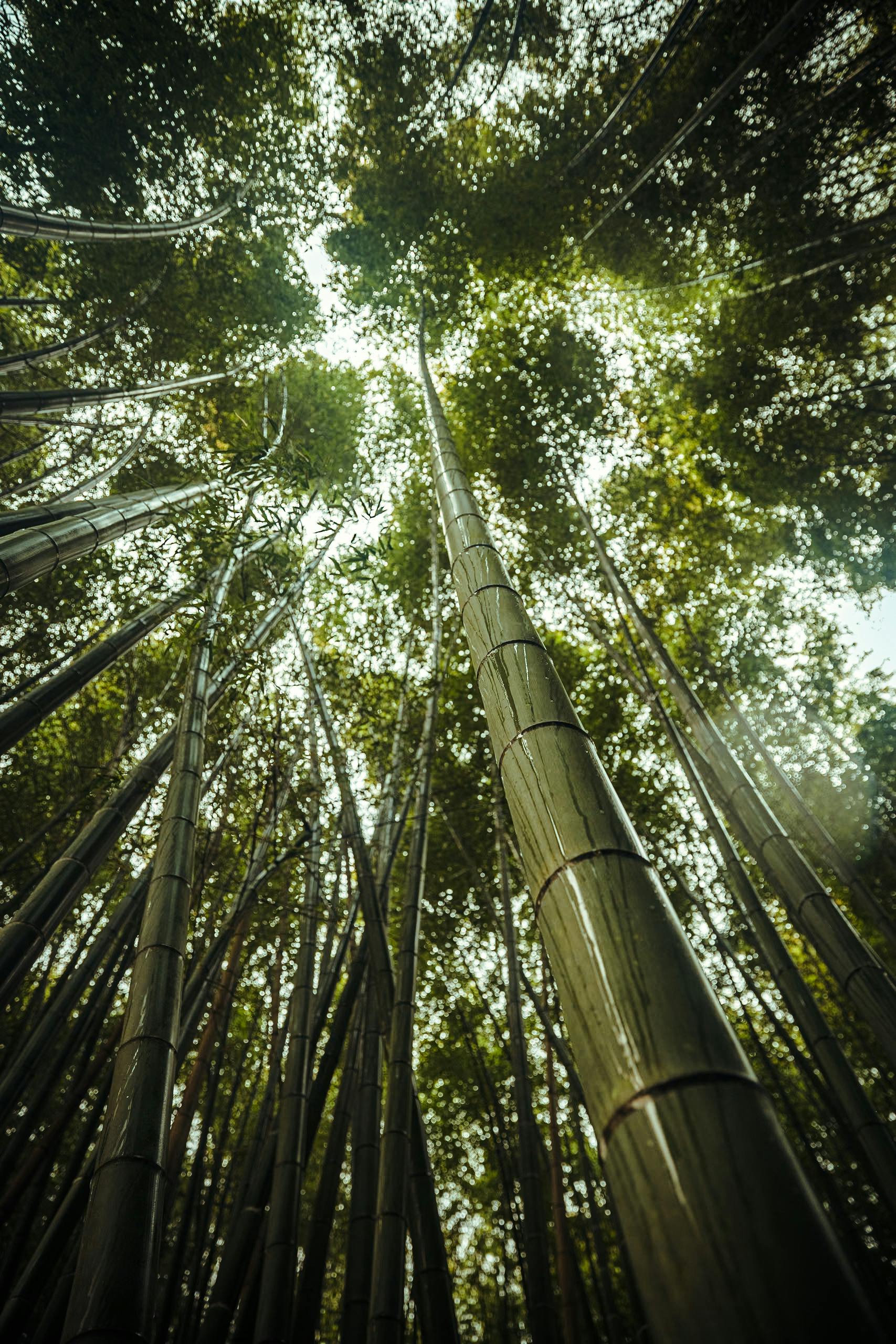 Scenic View of Bamboo Trees · Free Stock Photo