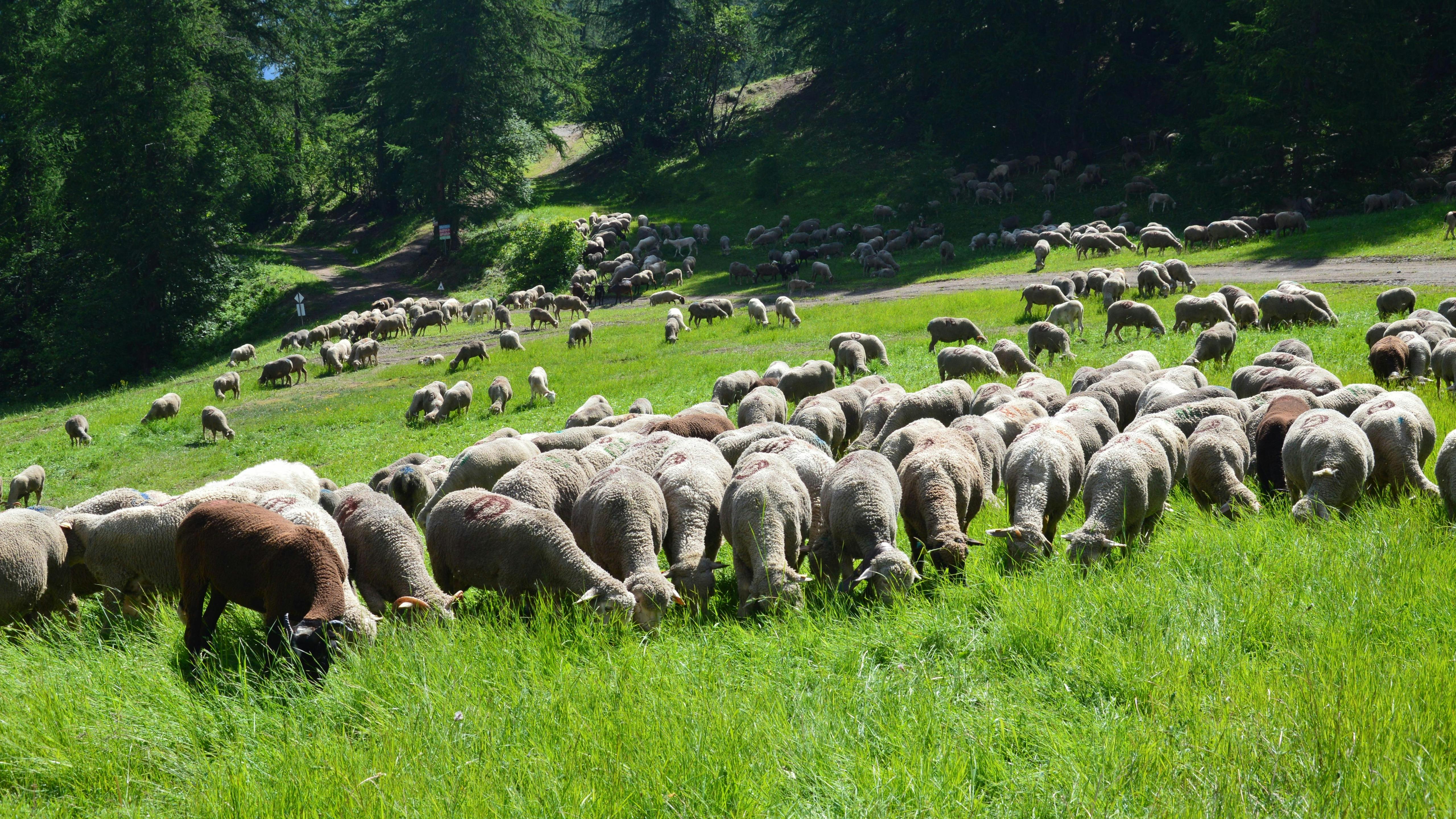 View of Sheep Grazing on a Pasture · Free Stock Photo
