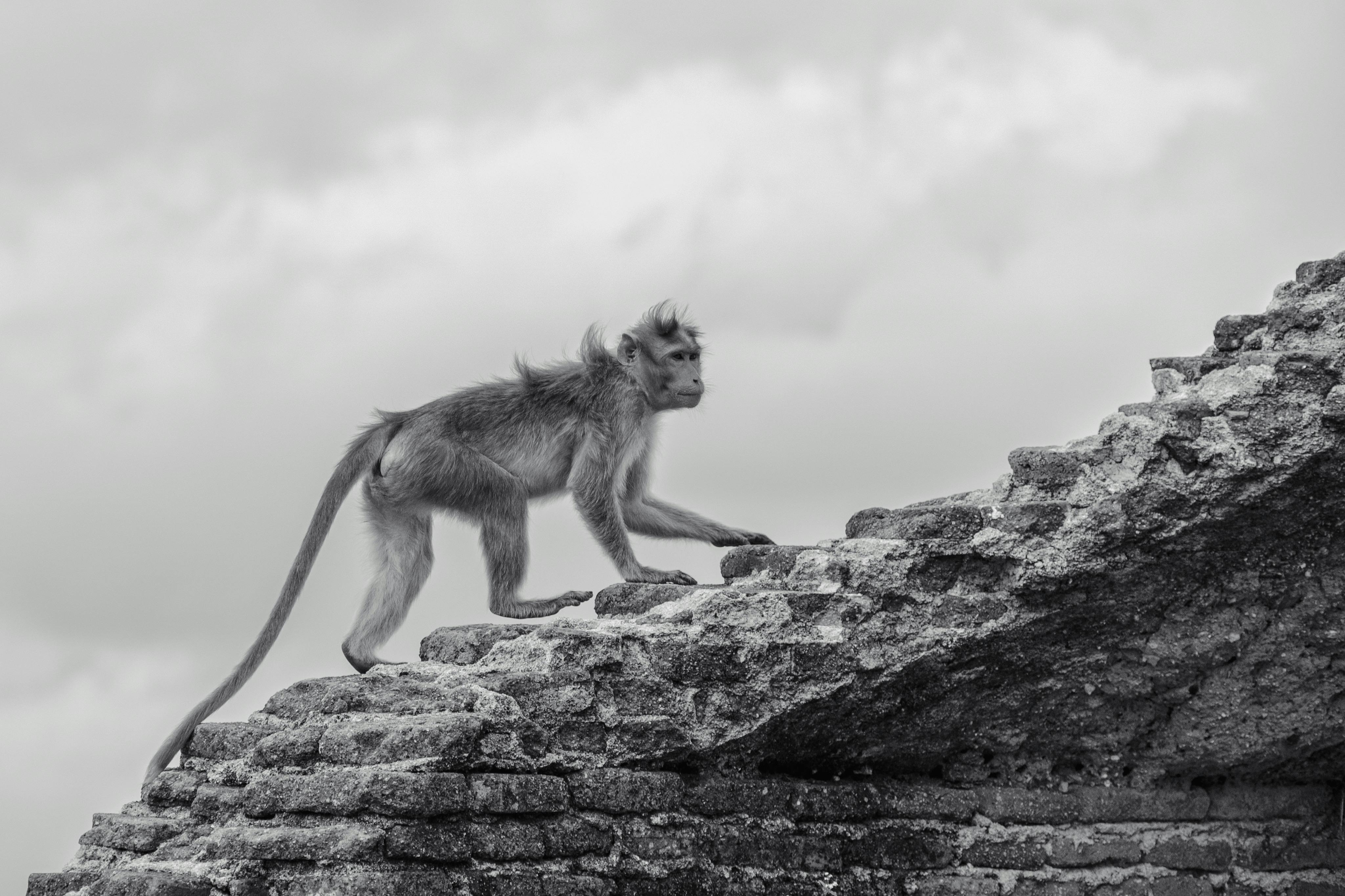 Monkey on Wall · Free Stock Photo