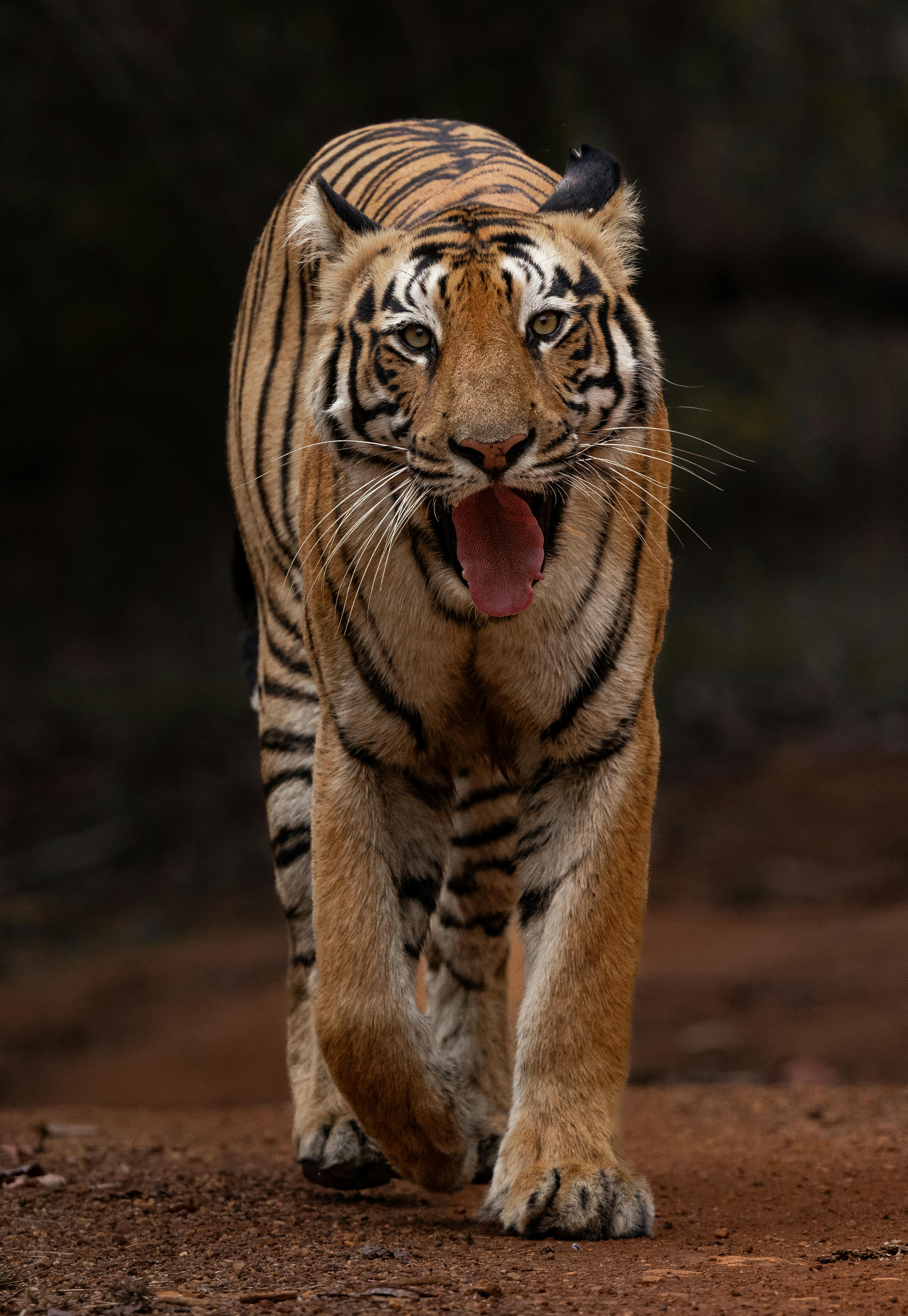 คลังภาพถ่ายฟรีของ apex predator, panthera tigris tigris, การคุ้มครอง ...
