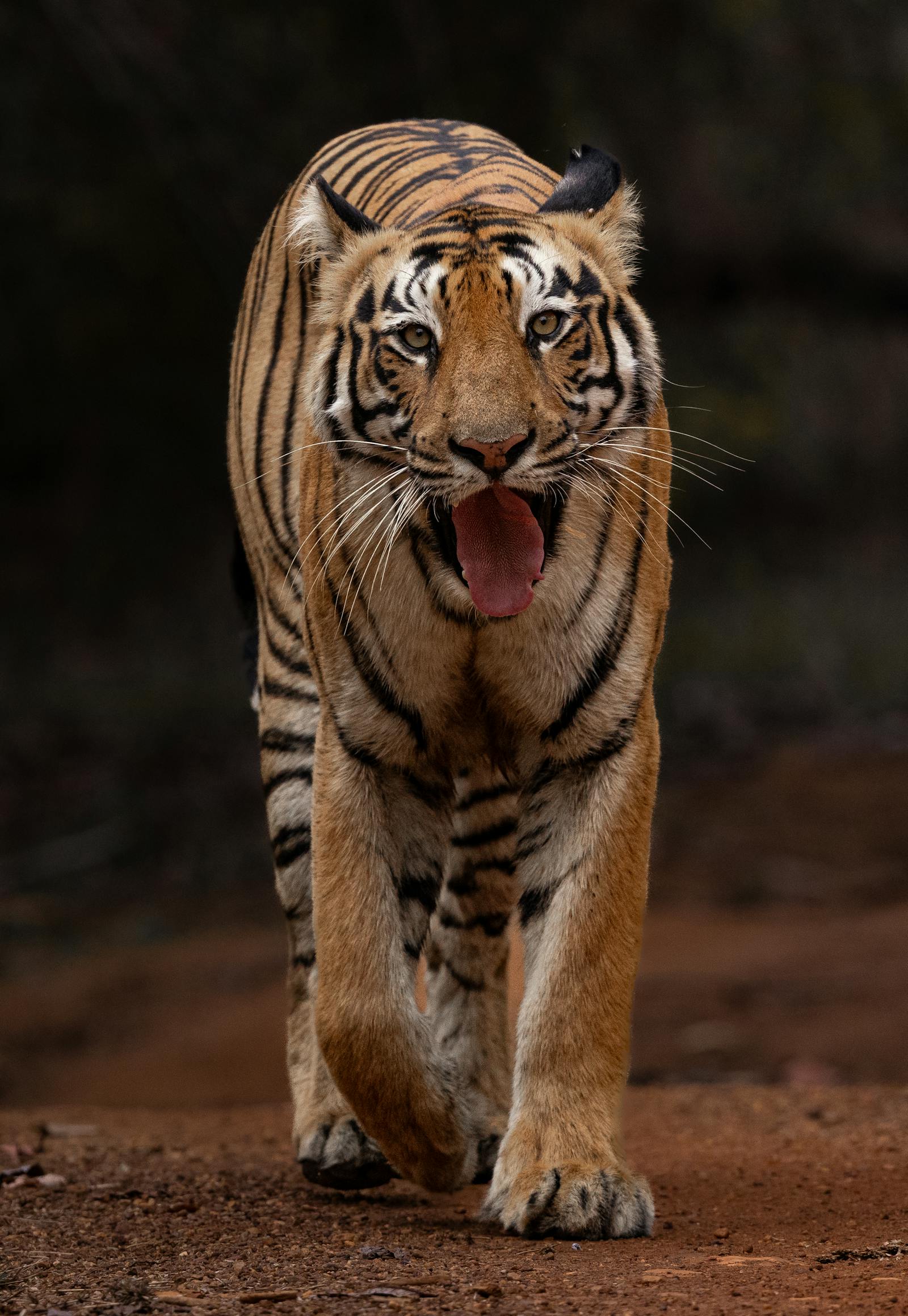 Tiger Poses Photos, Download The BEST Free Tiger Poses Stock Photos ...