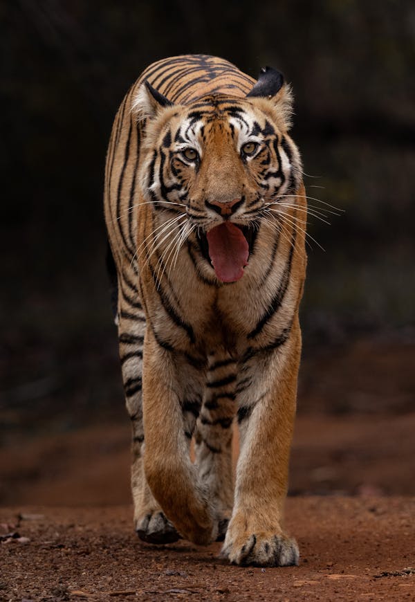 Tiger Poses Photos, Download The BEST Free Tiger Poses Stock Photos ...
