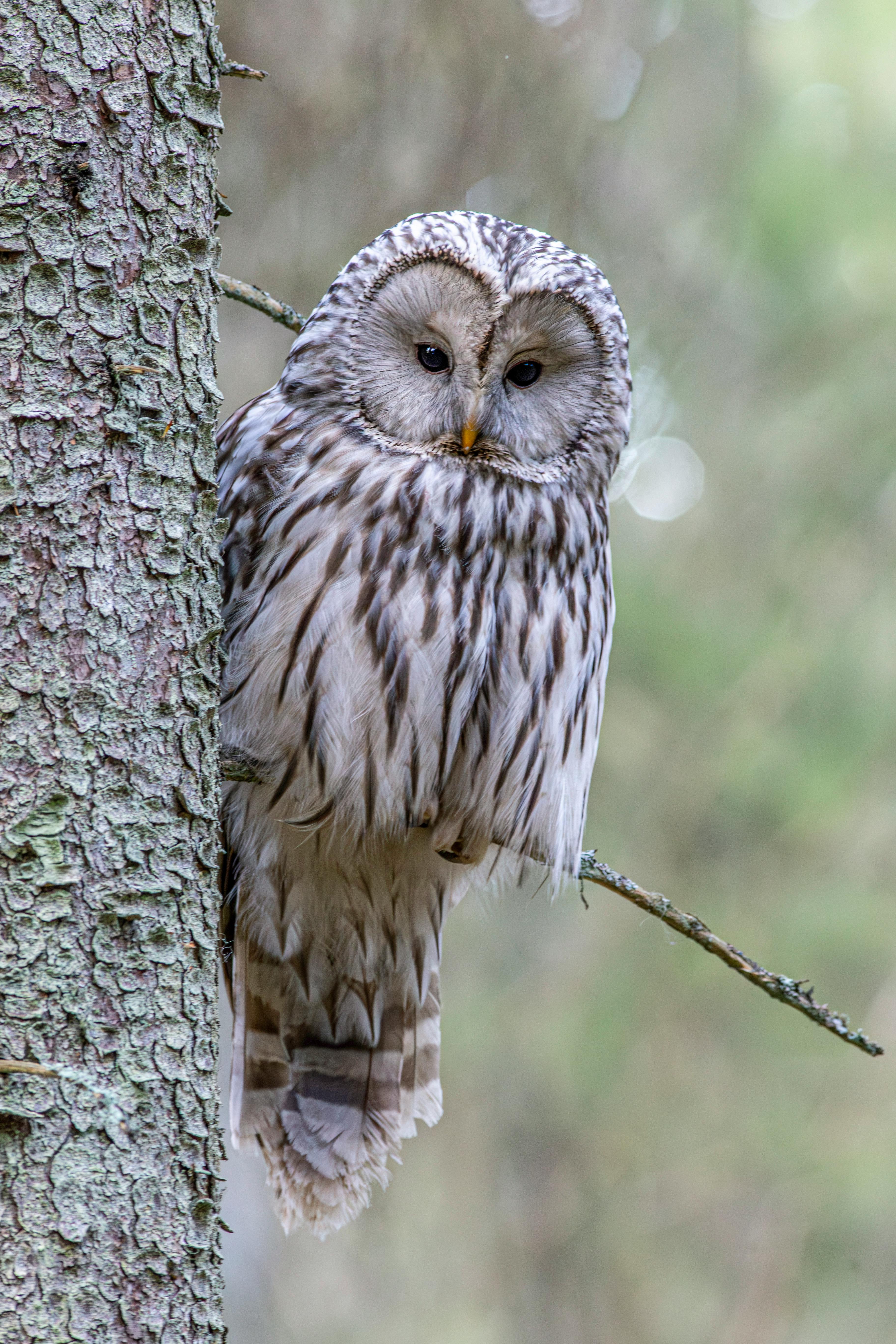 Brown Owl on Brown Tree Branch · Free Stock Photo