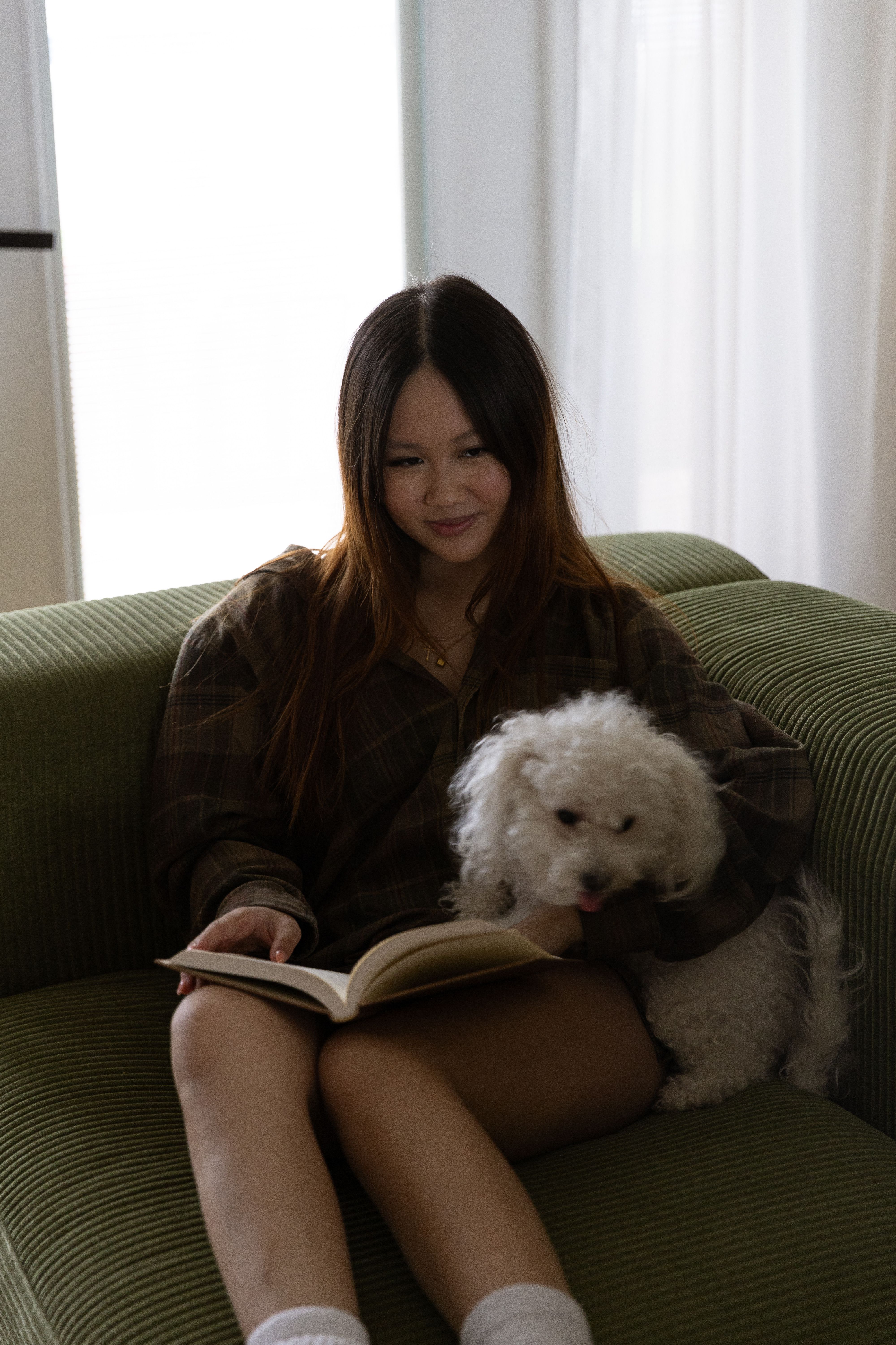 Bichon Pets Photos, Download The BEST Free Bichon Pets Stock Photos ...