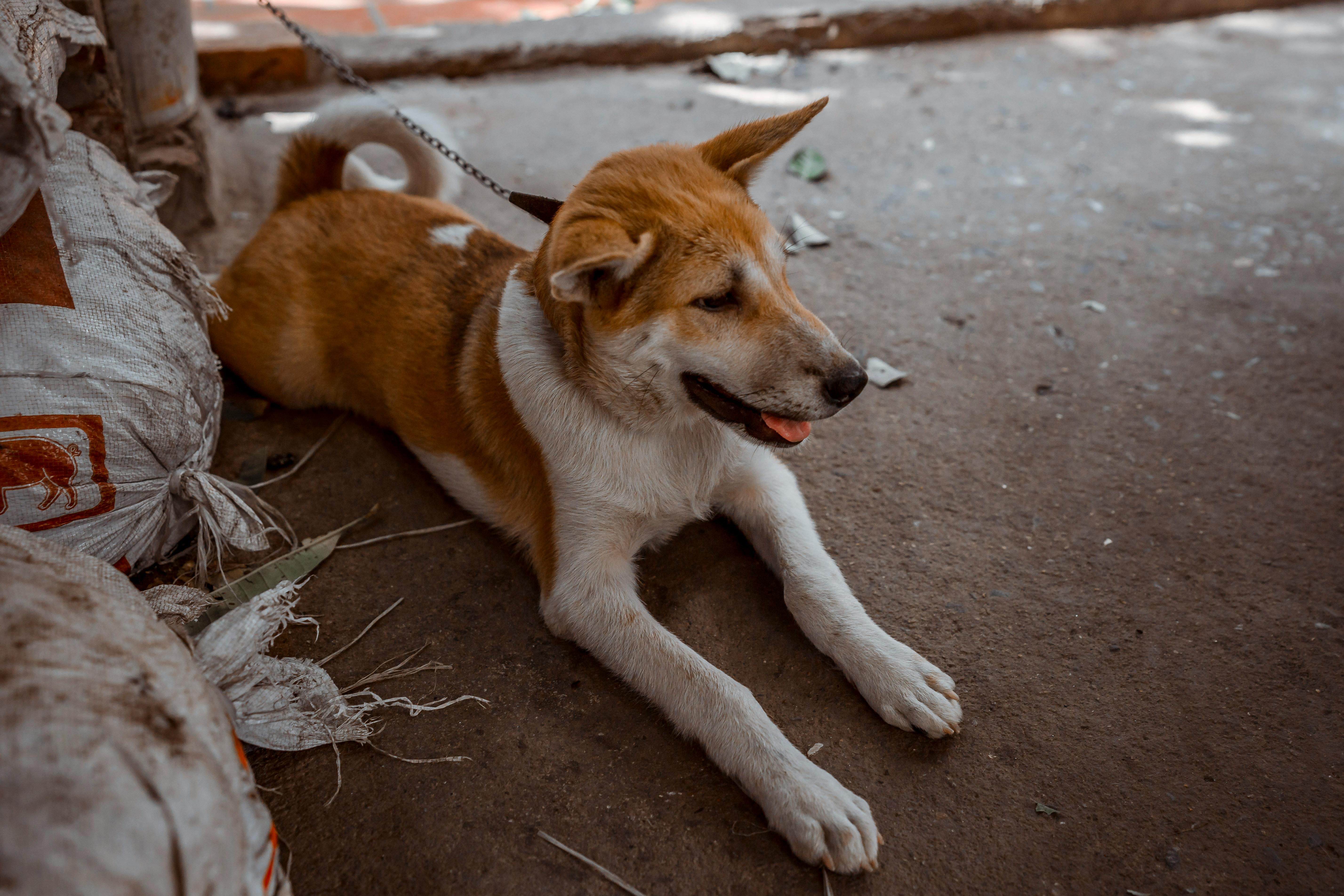 Short-coated White Dog Lying on Concrete Ground · Free Stock Photo