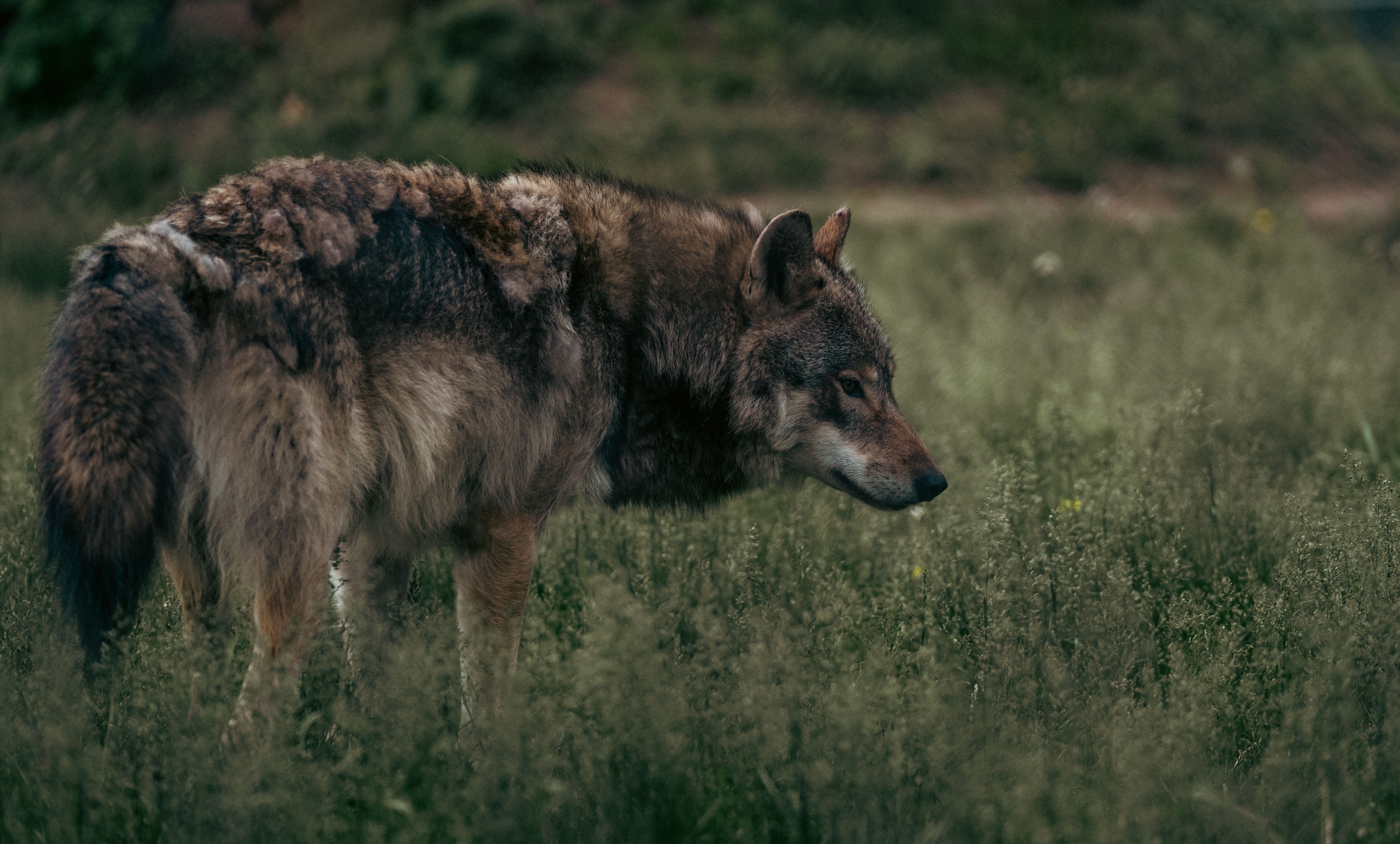 Wolf on Field · Free Stock Photo