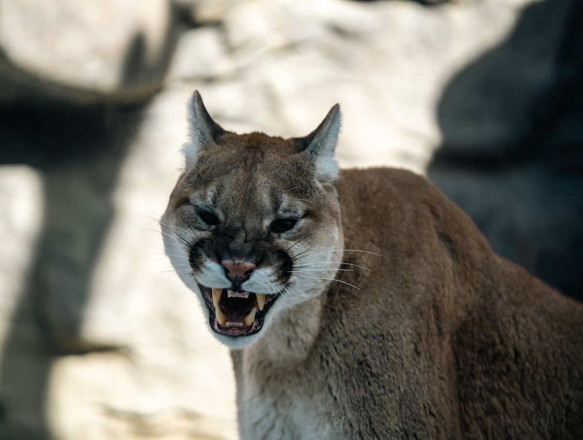 Real+Cougar+Gifs Photos, Download The BEST Free Real+Cougar+Gifs Stock ...