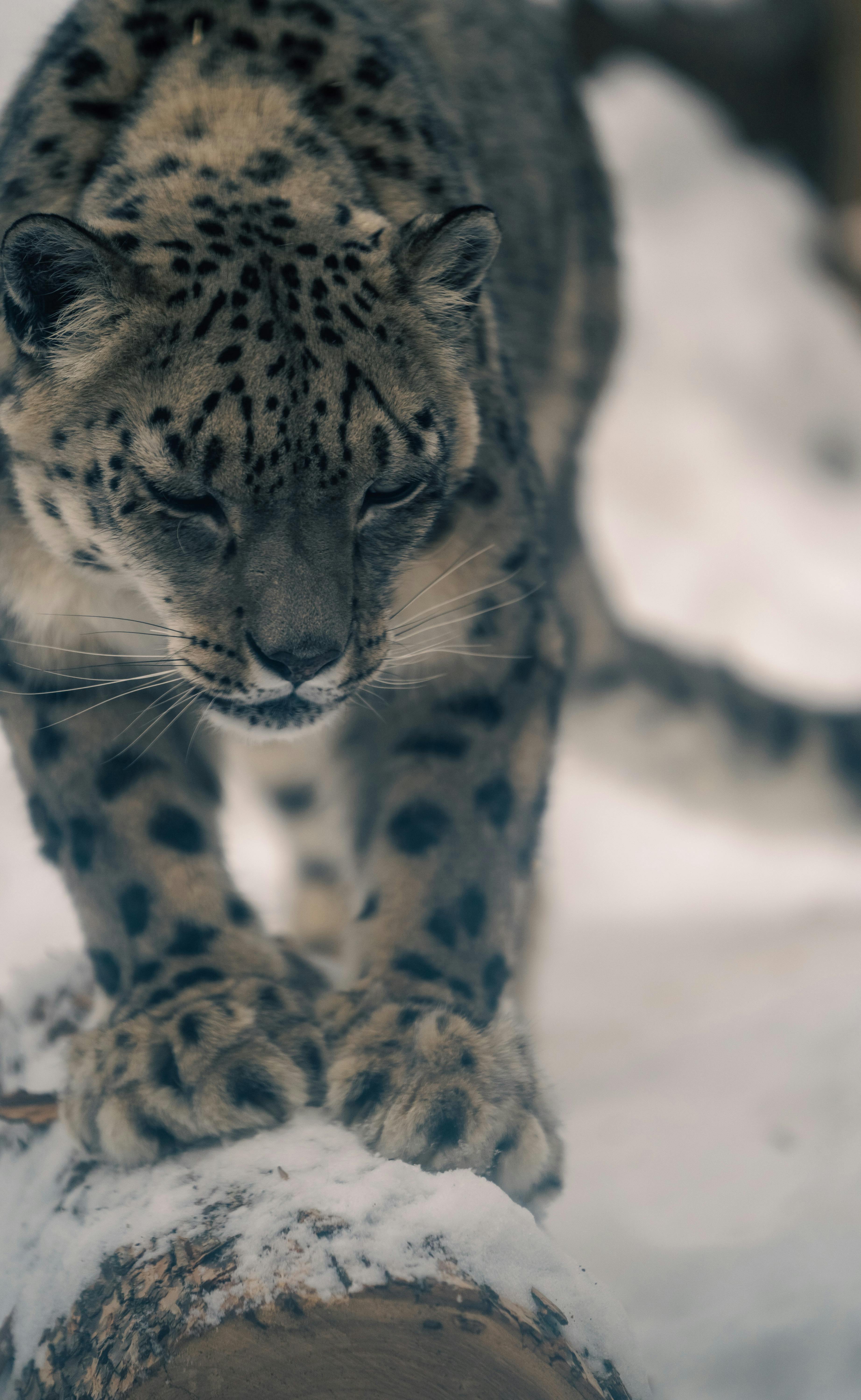 Snow Leopard Photos, Download The BEST Free Snow Leopard Stock Photos ...