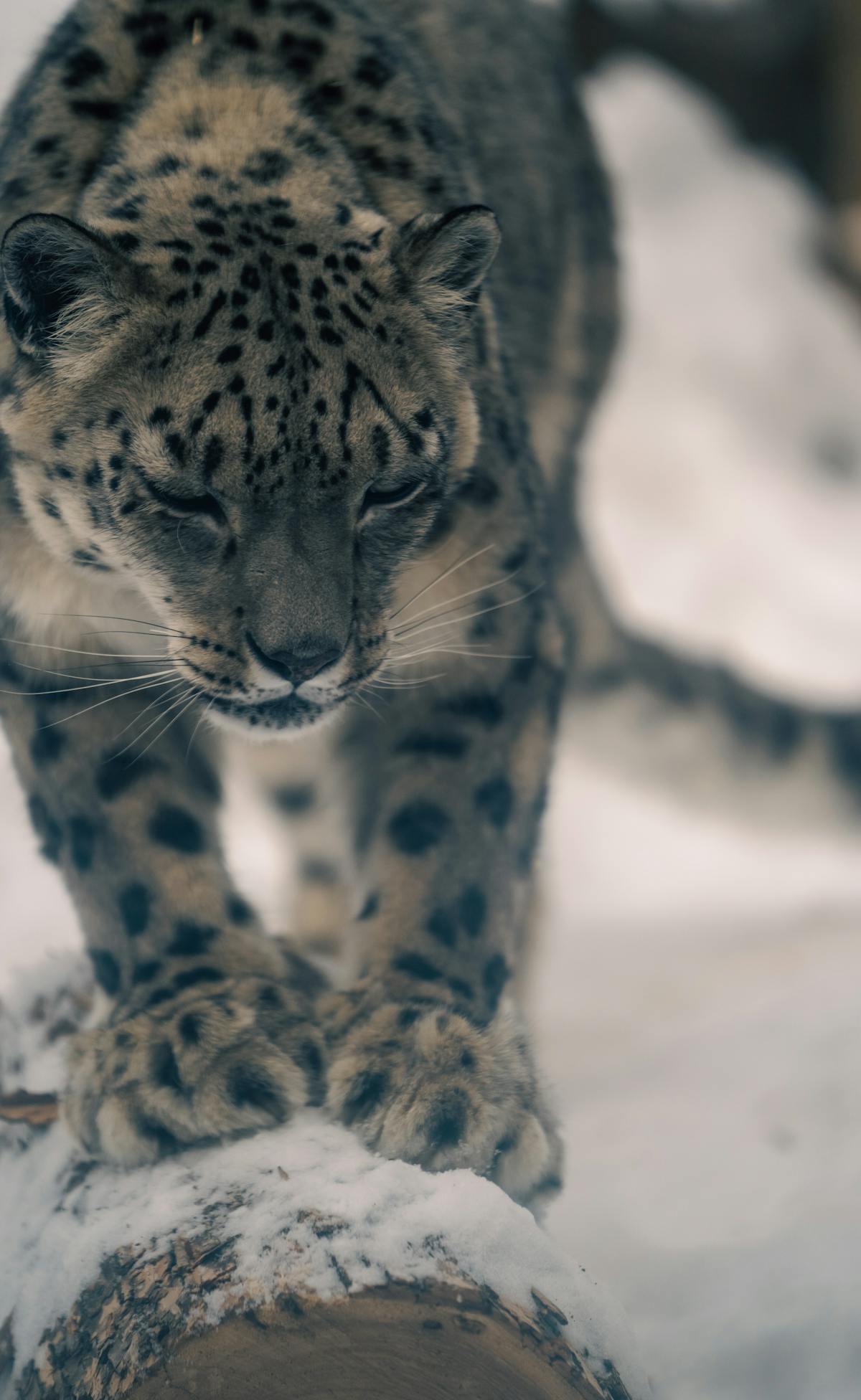 Snow Leopard Photos, Download The BEST Free Snow Leopard Stock Photos ...
