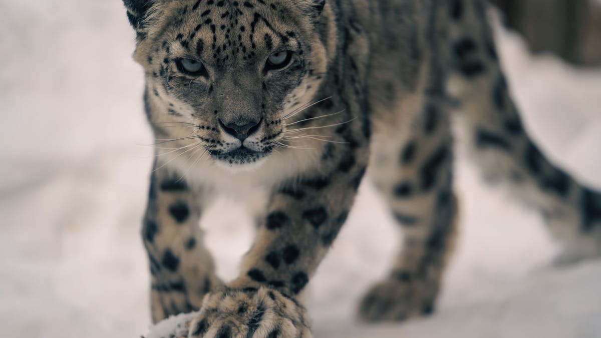 Snow Leopard Photos, Download The BEST Free Snow Leopard Stock Photos ...