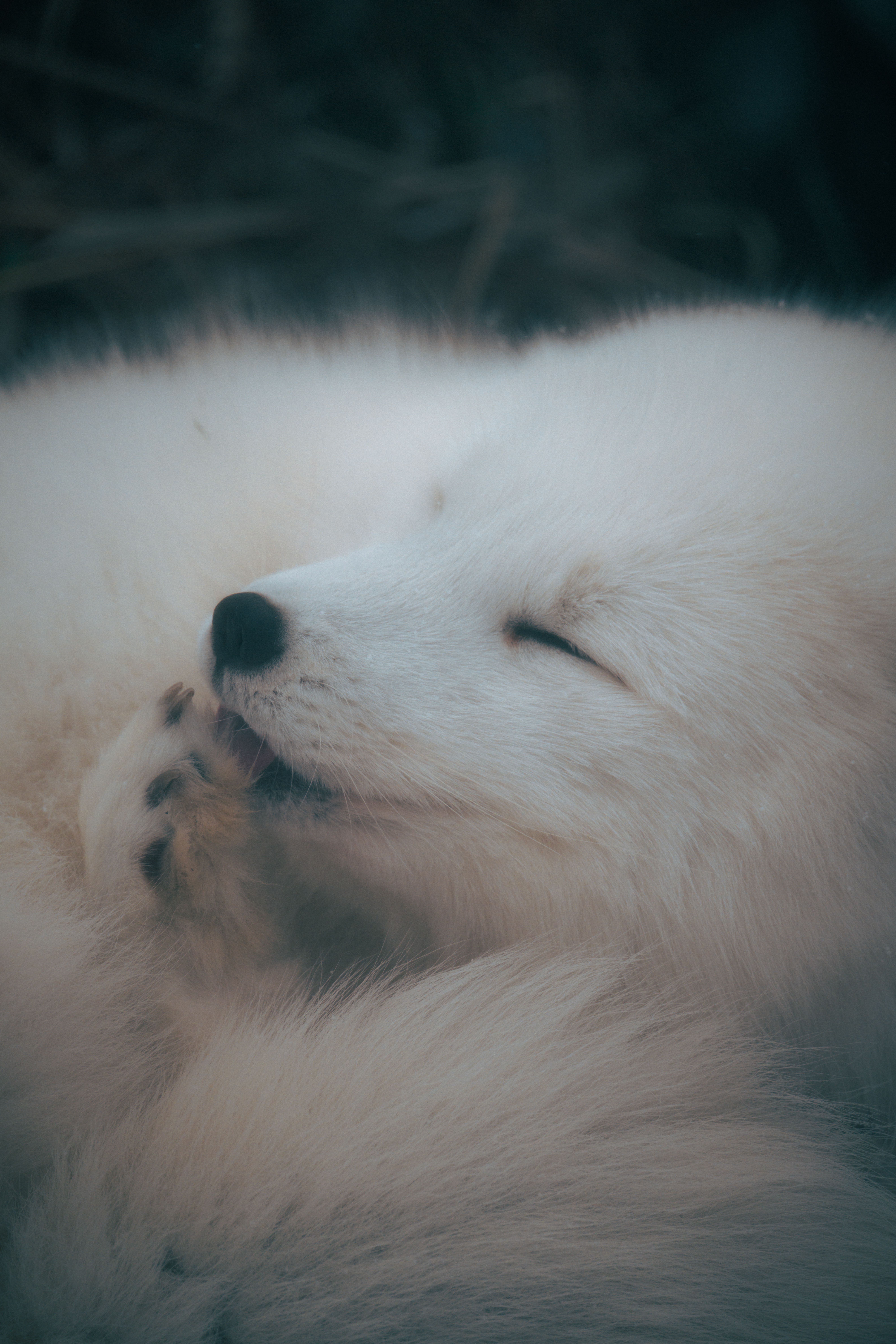 A white fox sleeping on its back with its paws in the air · Free Stock ...