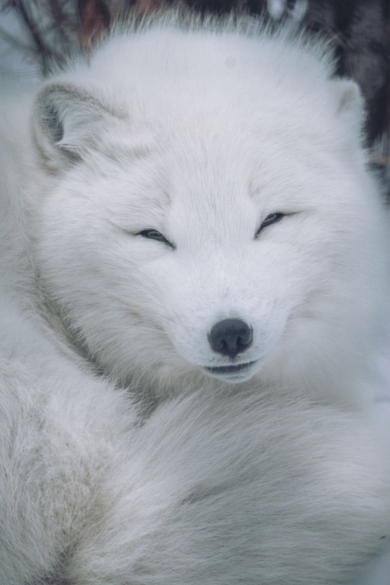 Fox Sleeping In Snow Photos, Download The BEST Free Fox Sleeping In ...