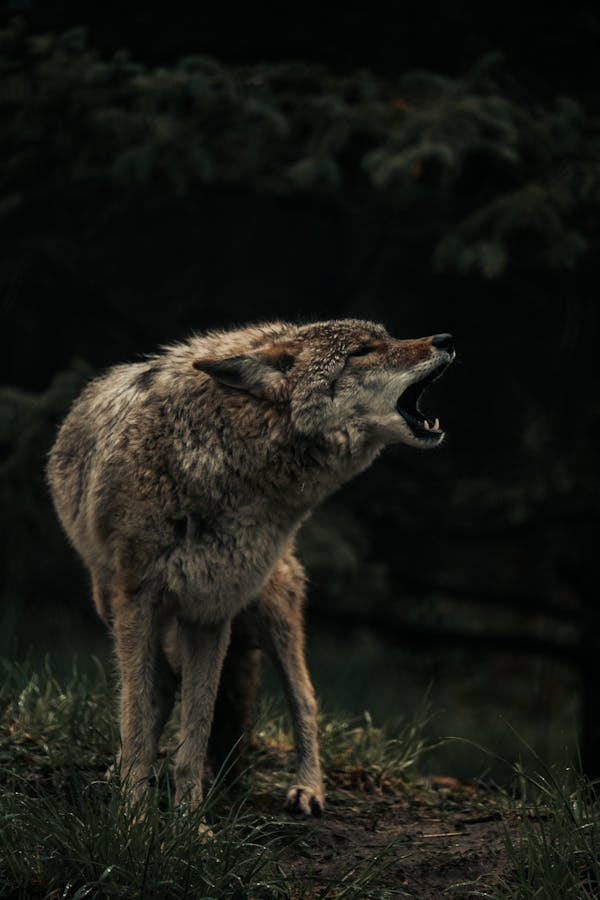 Sigma Wolf Photos, Download The BEST Free Sigma Wolf Stock Photos & HD ...