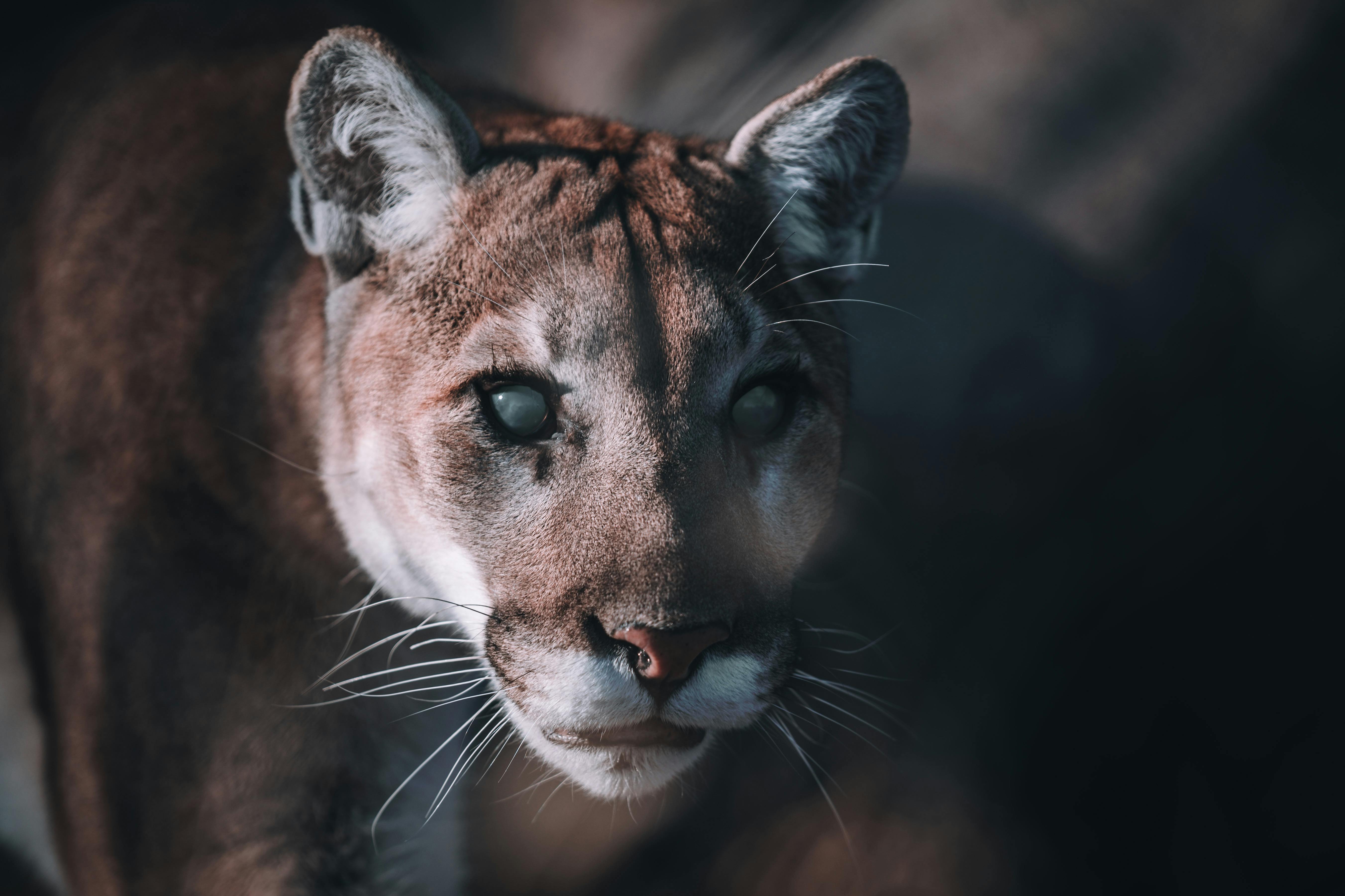Puma Animal Photos, Download The BEST Free Puma Animal Stock Photos ...