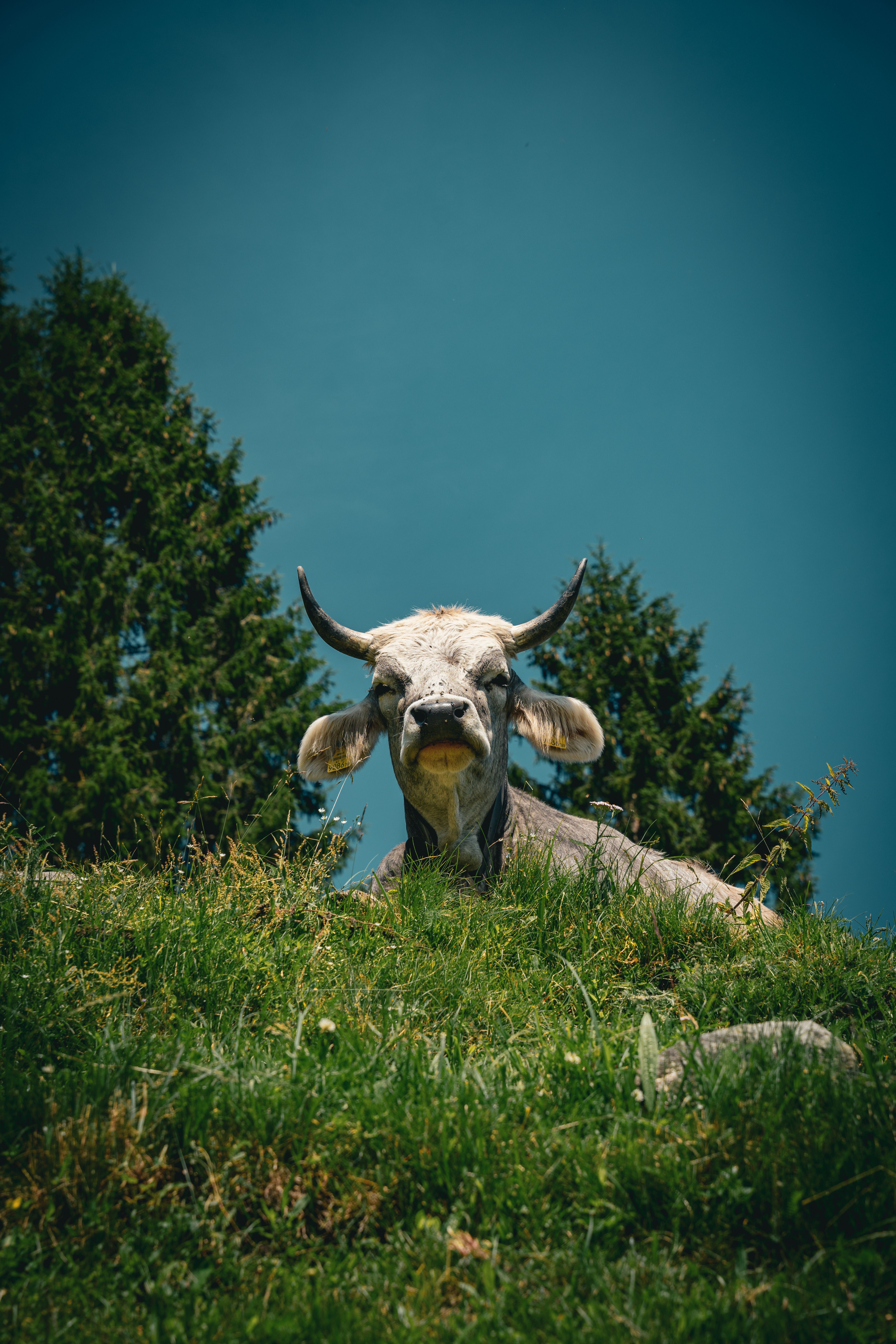 800.000+ Cow Shot Bilder und Fotos · Kostenlos Downloaden · Pexels ...