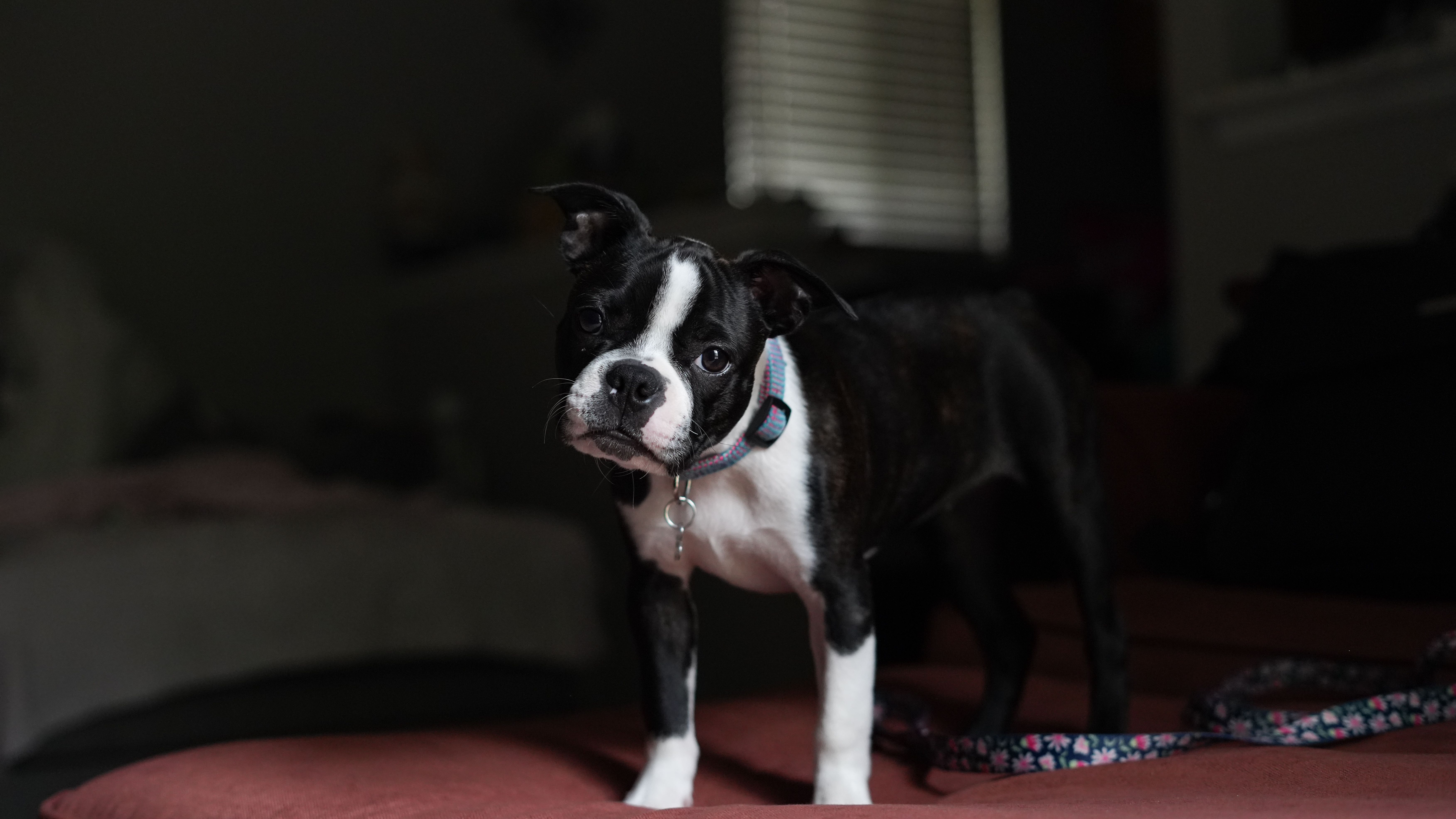Boston Lens Photos, Download The BEST Free Boston Lens Stock Photos ...