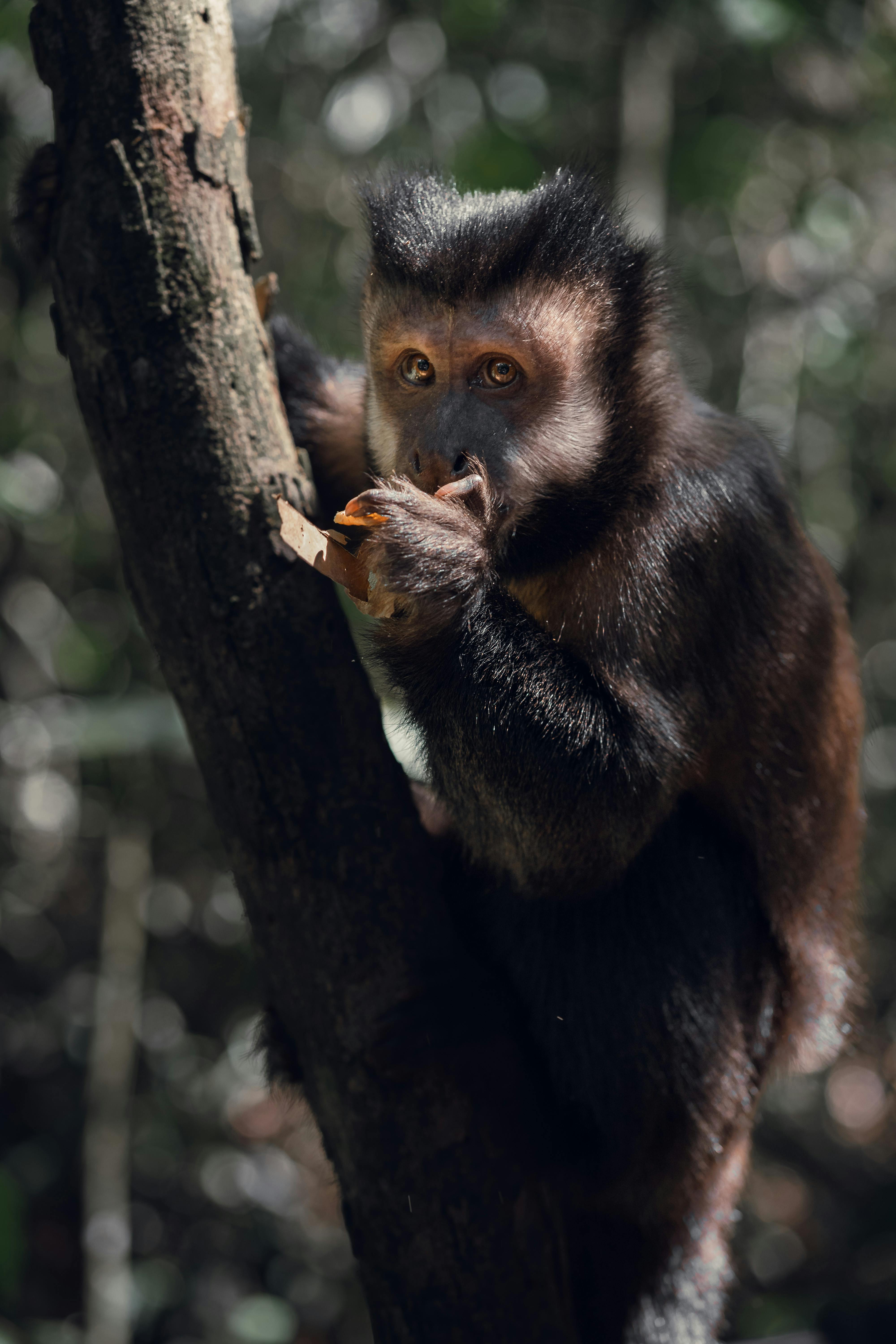 Black Horned Capuchin while Eating · Free Stock Photo
