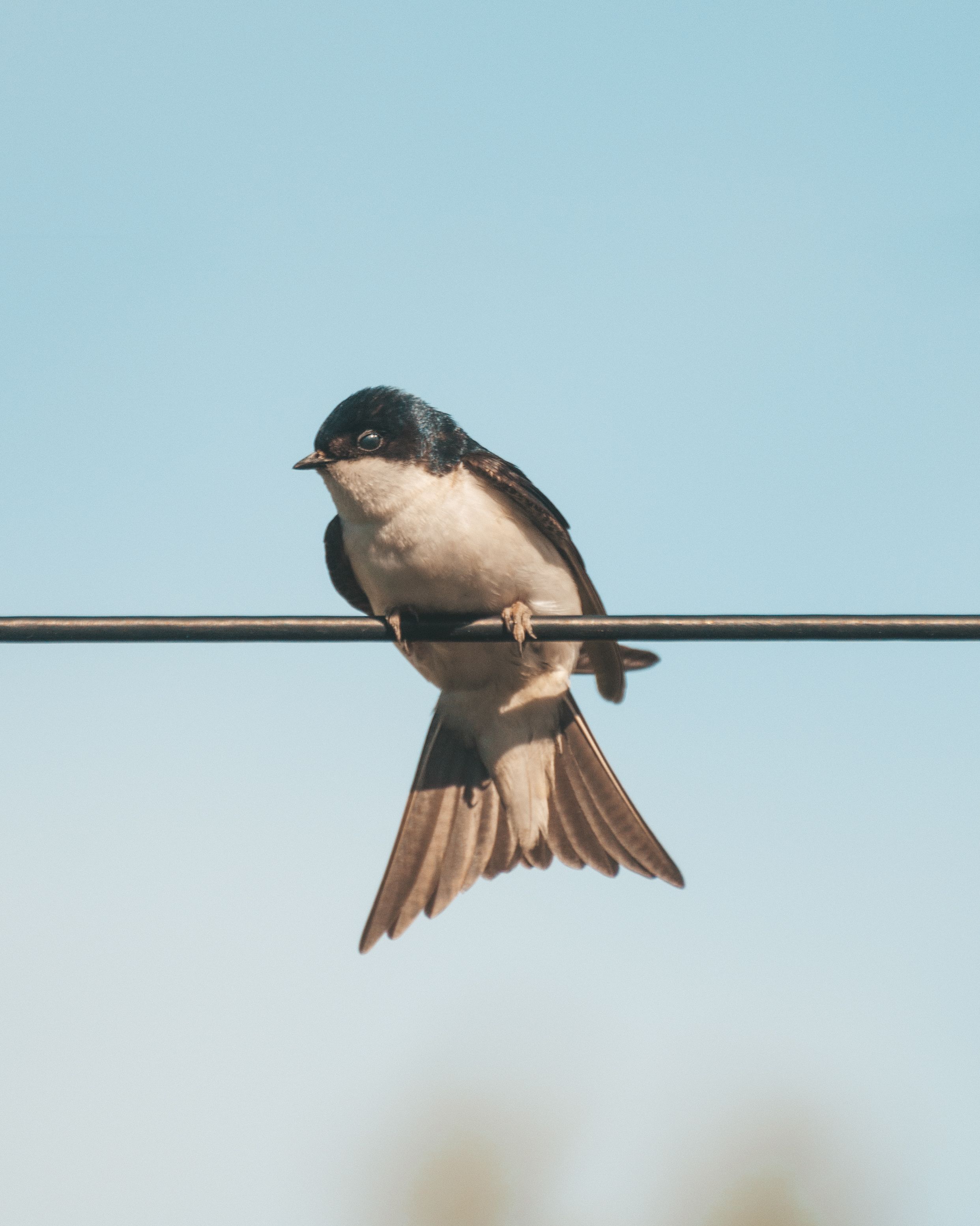 A bird sitting on top of a wire · Free Stock Photo