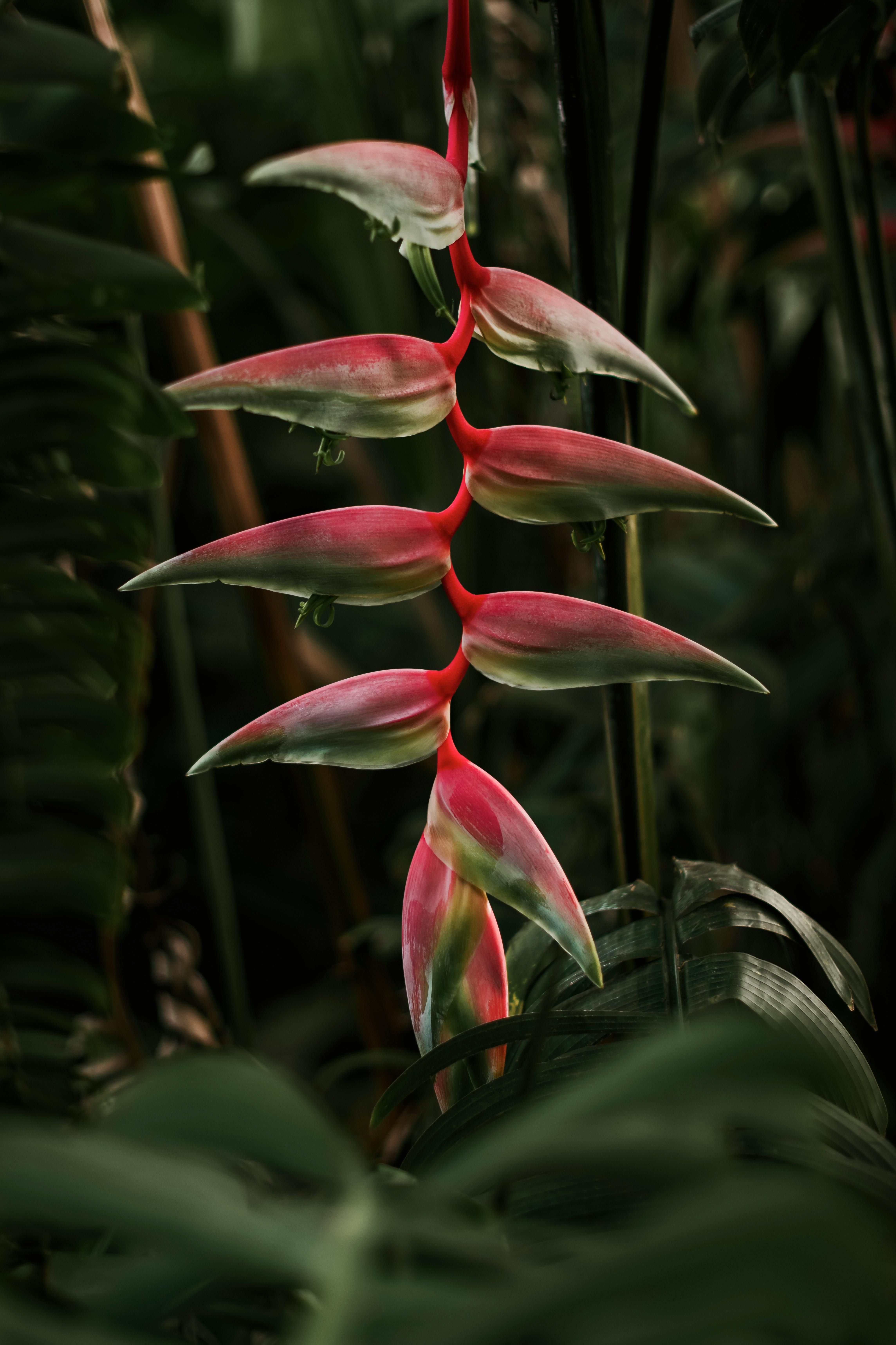 Close-up of a Heliconia Chartacea · Free Stock Photo