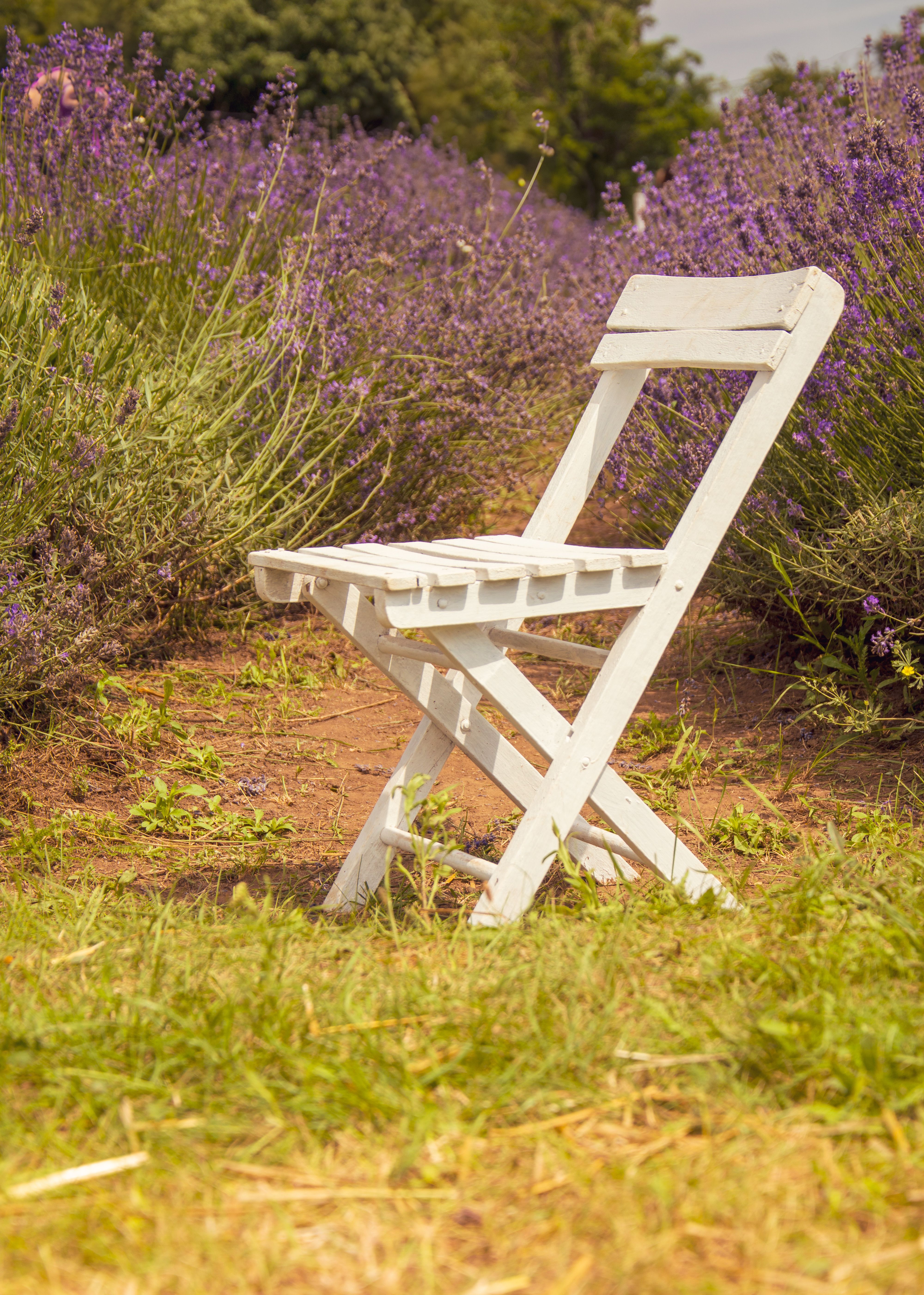 Chair in a Field · Free Stock Photo