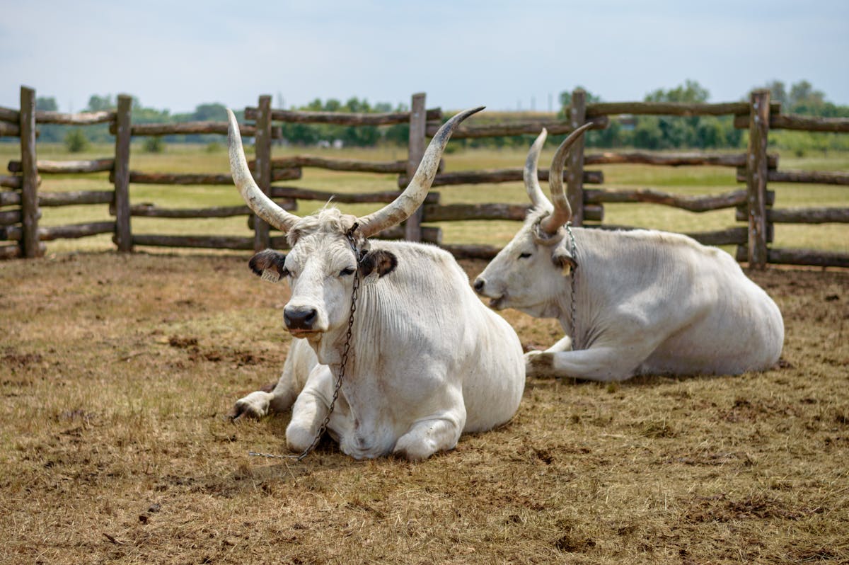 Bulls Photos, Download The BEST Free Bulls Stock Photos & HD Images