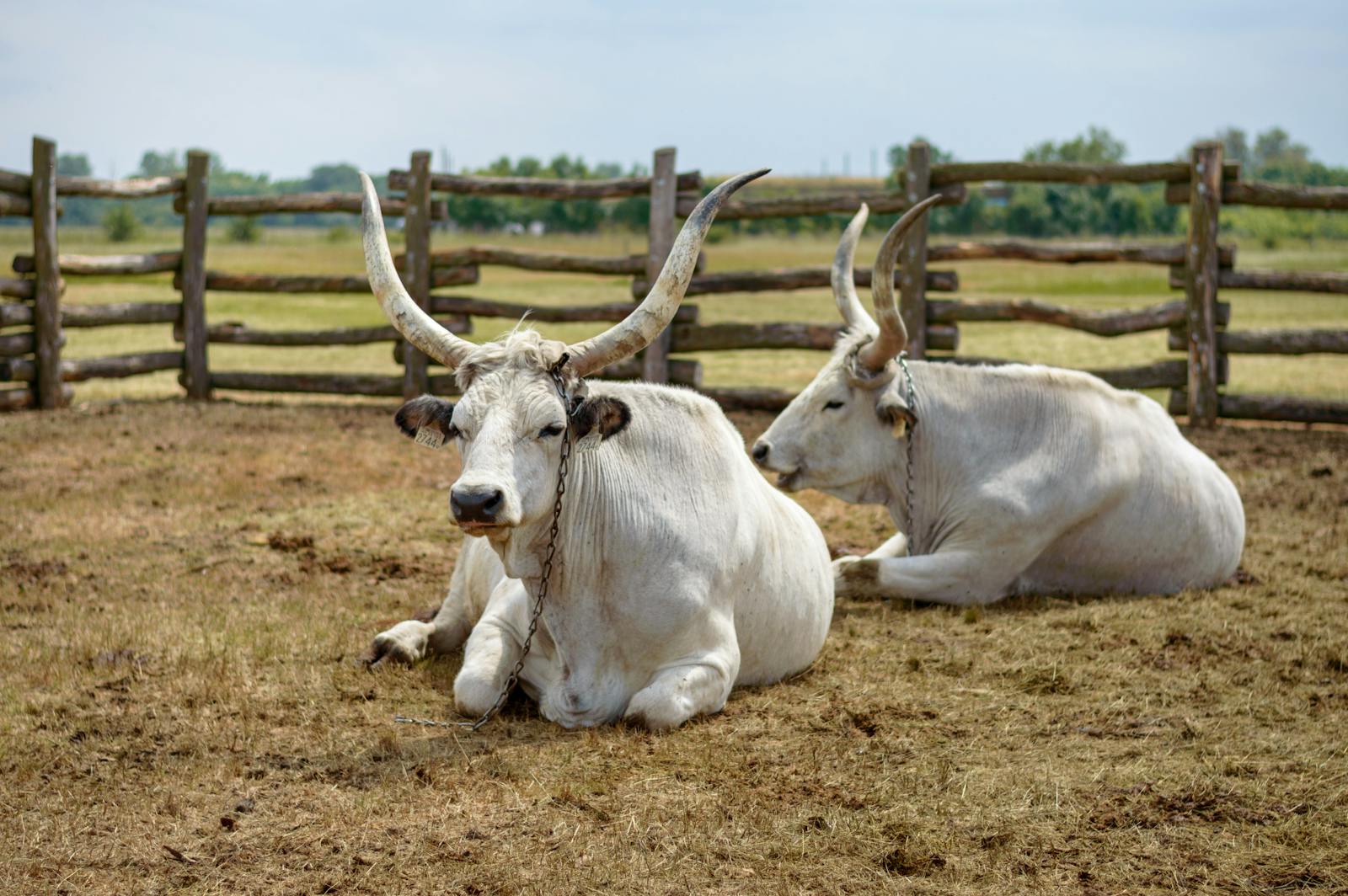 Baby Bulls Photos, Download The BEST Free Baby Bulls Stock Photos & HD ...