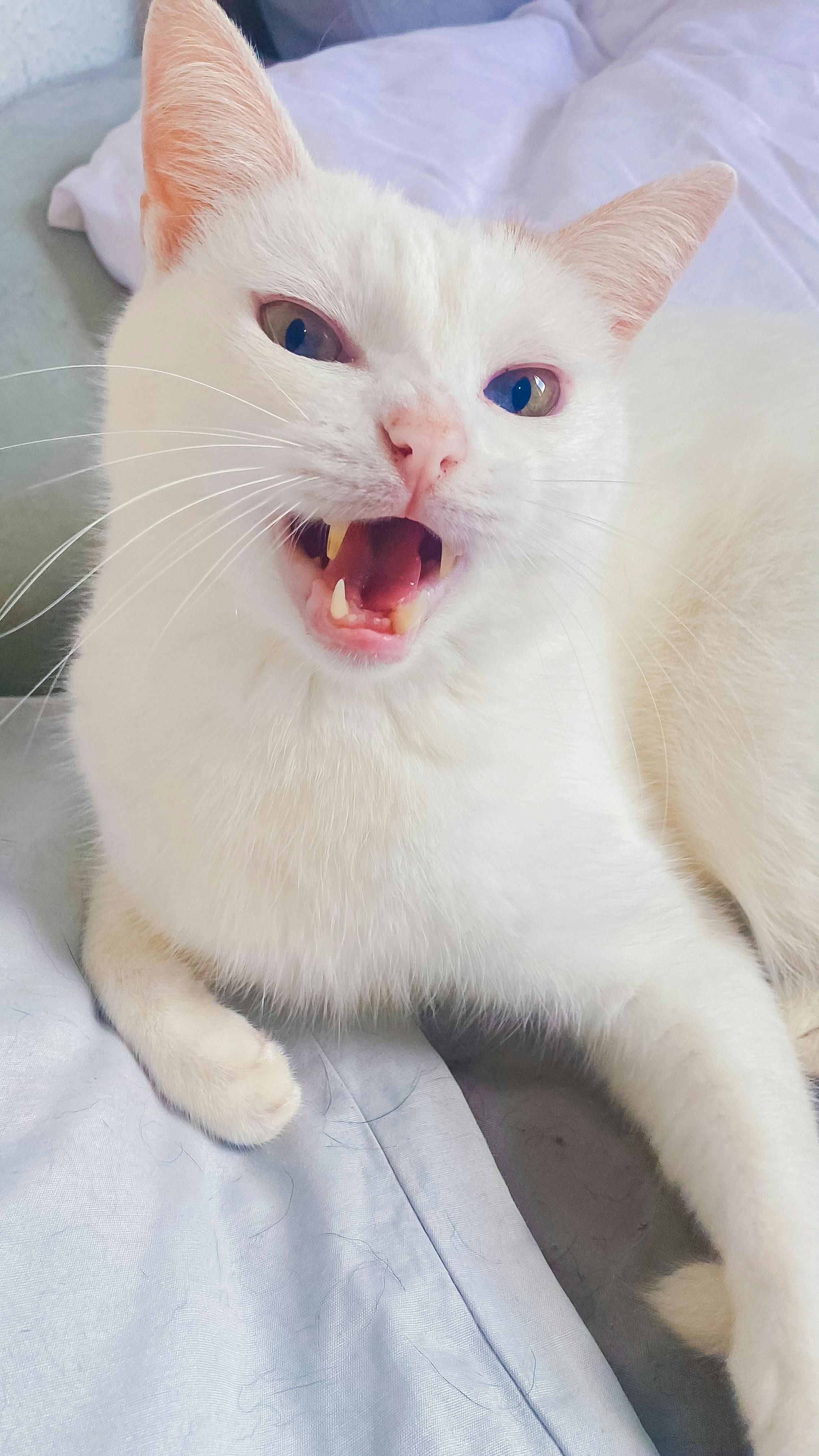 Amanda Valverde - 사진