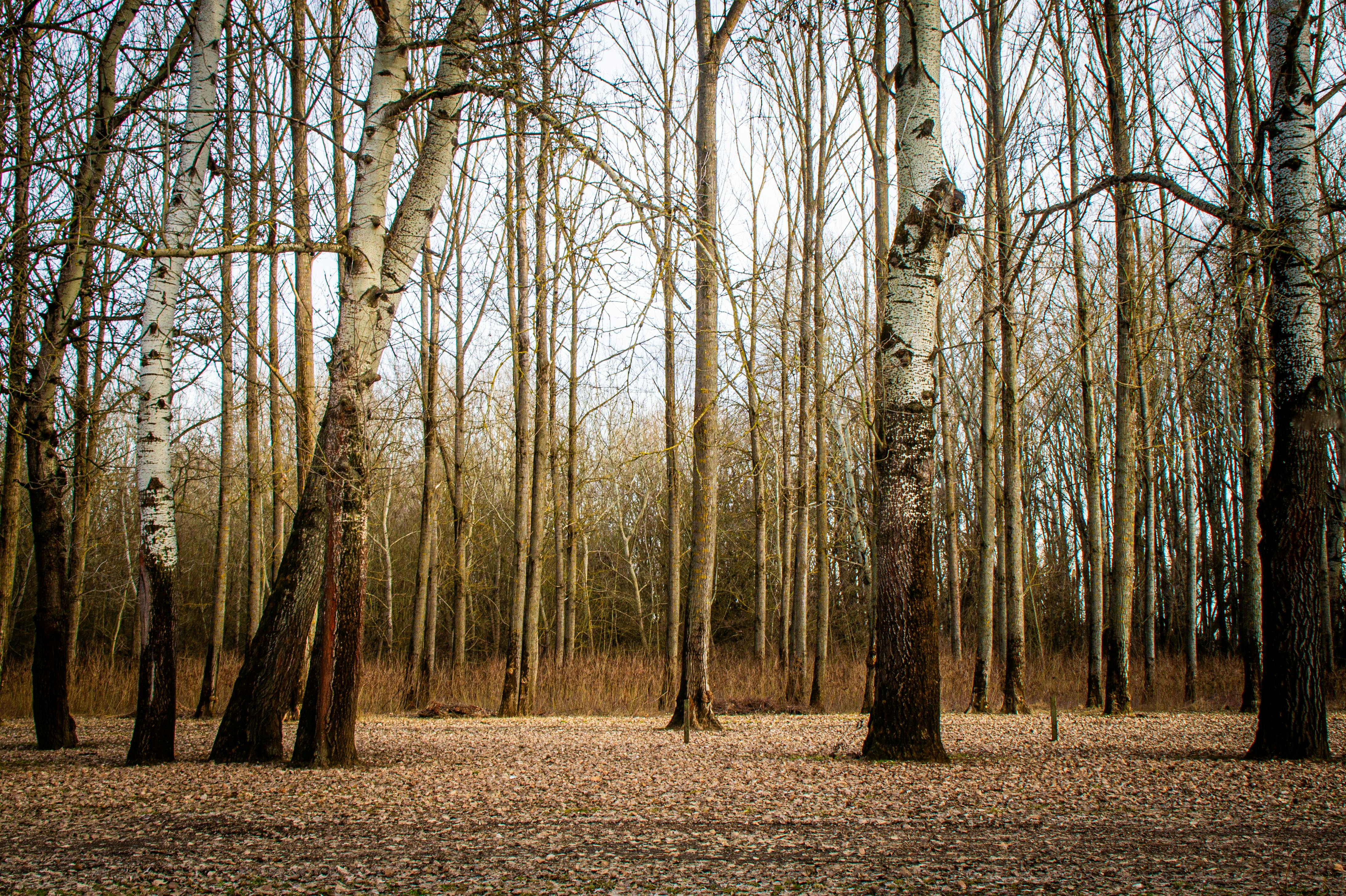 Two Bare Trees · Free Stock Photo