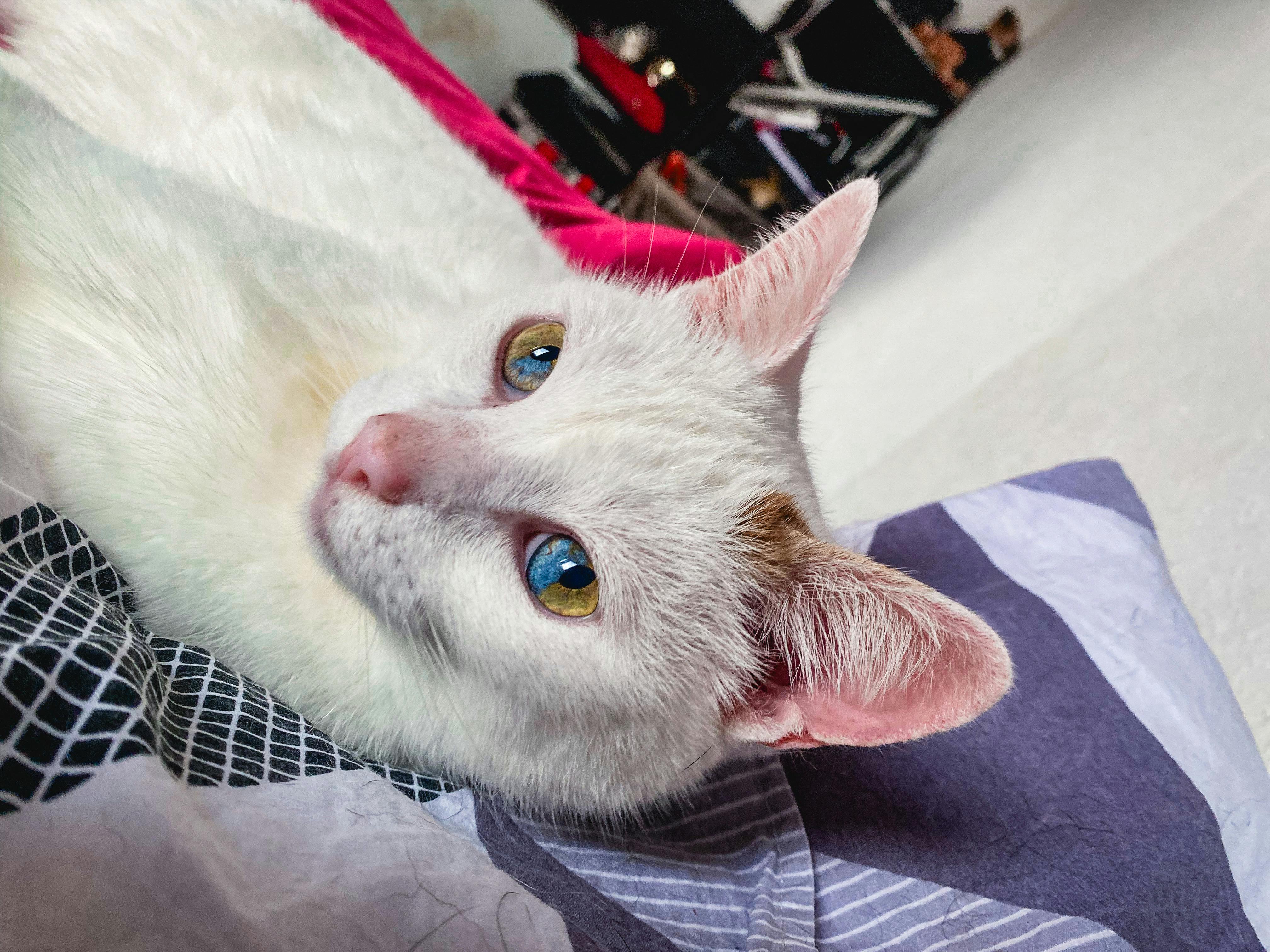 Amanda Valverde - 사진